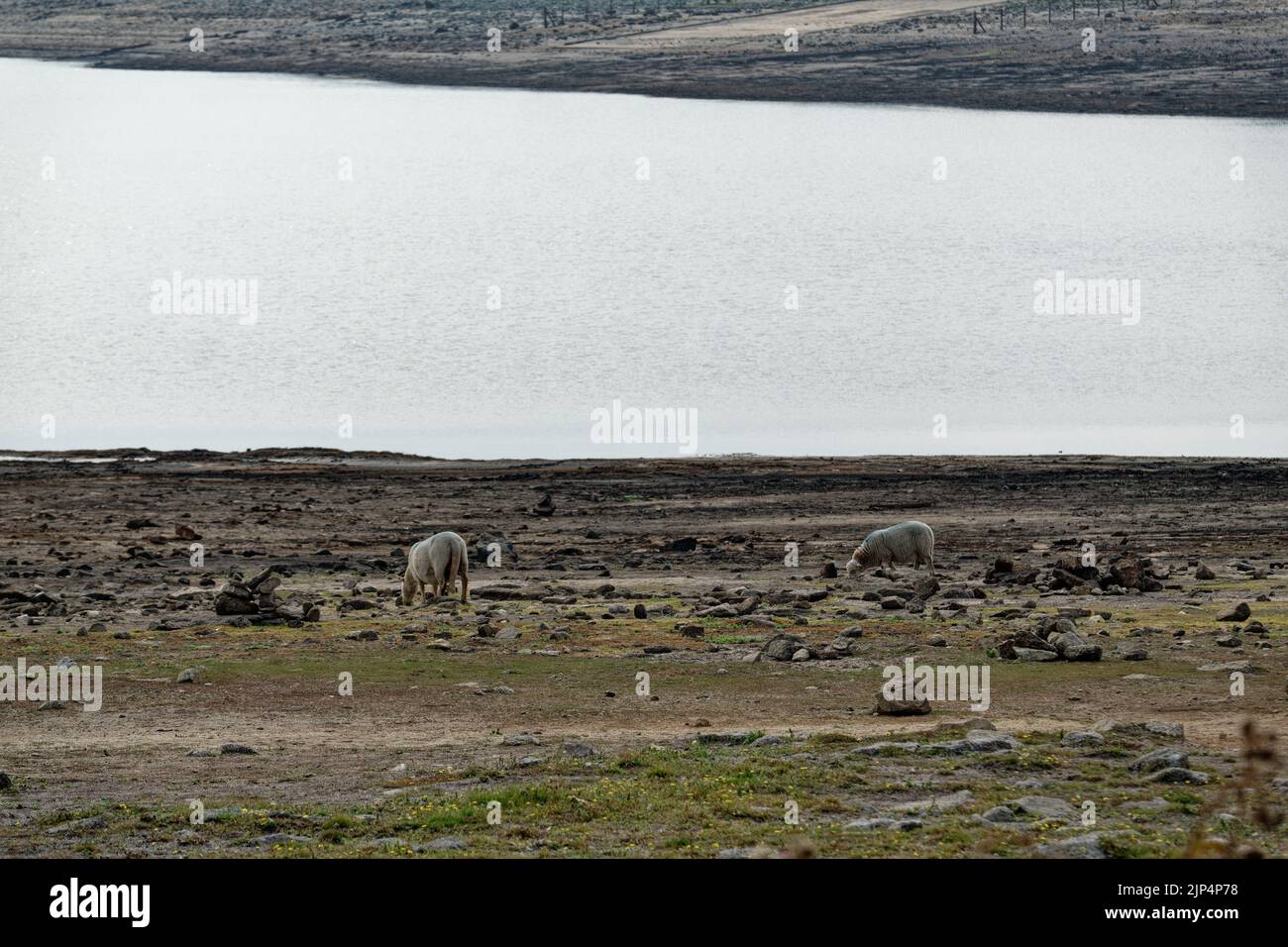 Low water levels at Colliford Lake in Cornwall, August 2022 Stock Photo ...
