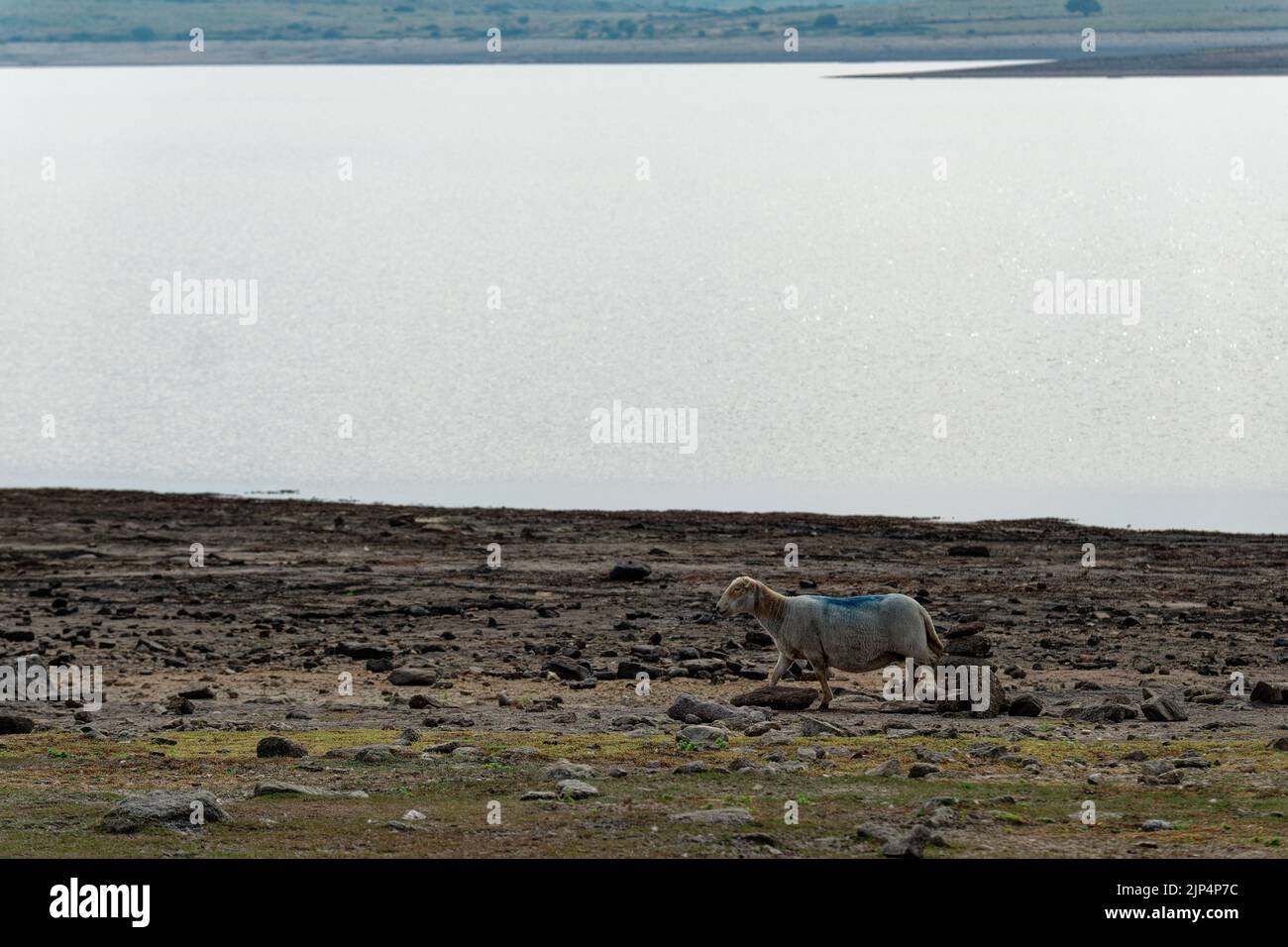 Low water levels at Colliford Lake in Cornwall, August 2022 Stock Photo ...