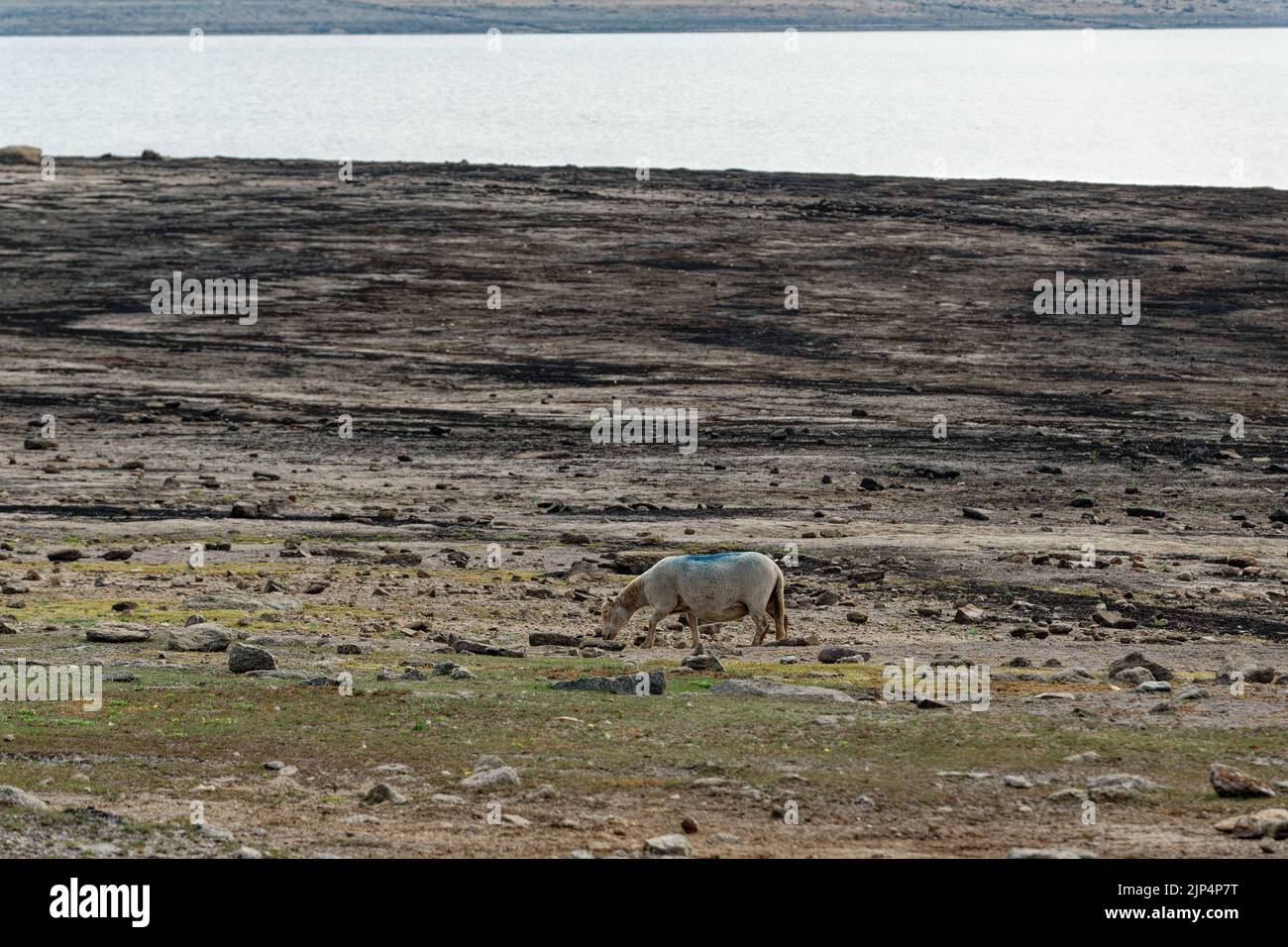 Low water levels at Colliford Lake in Cornwall, August 2022 Stock Photo ...