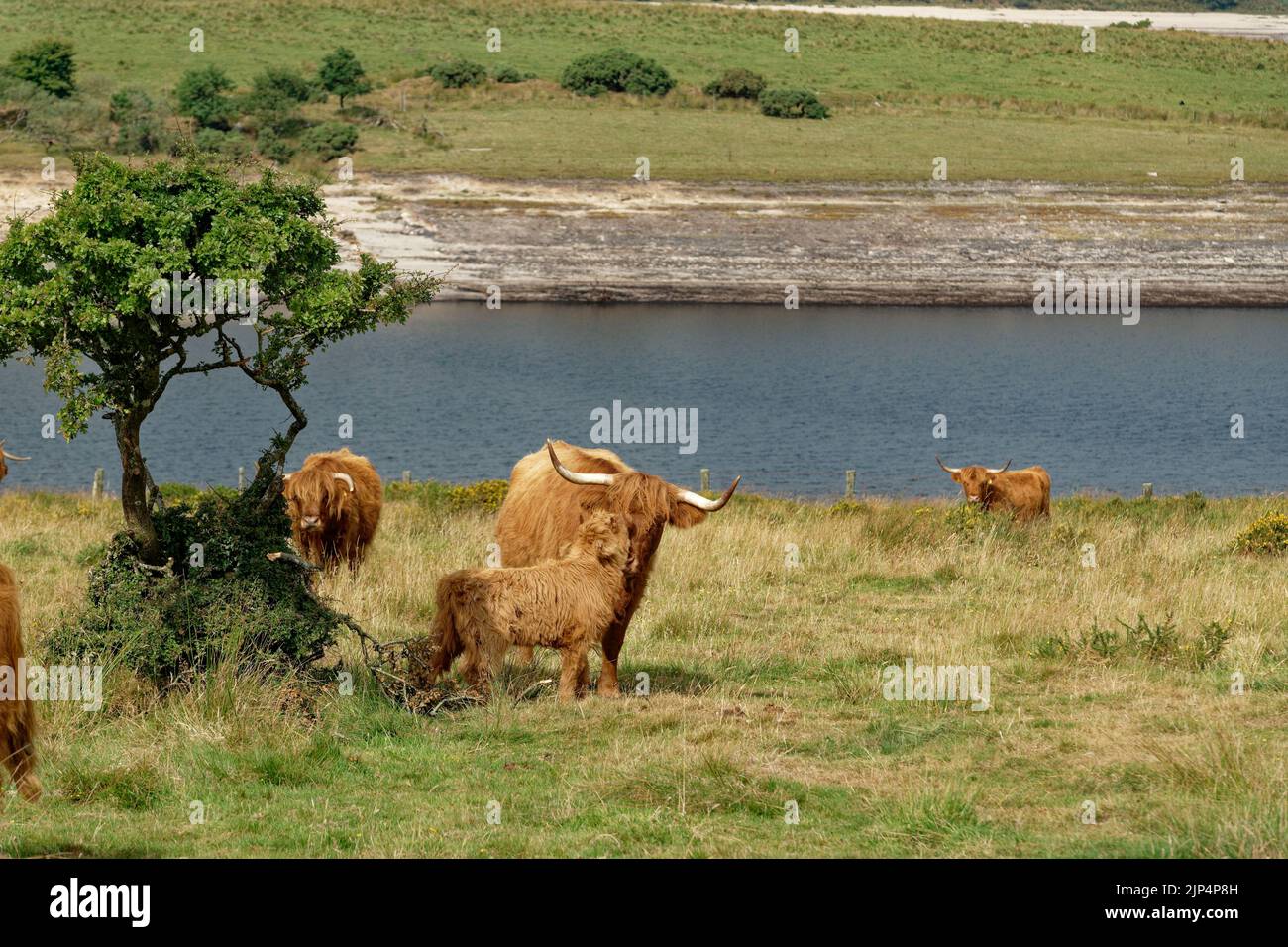 Low water levels at Colliford Lake in Cornwall, August 2022 Stock Photo ...