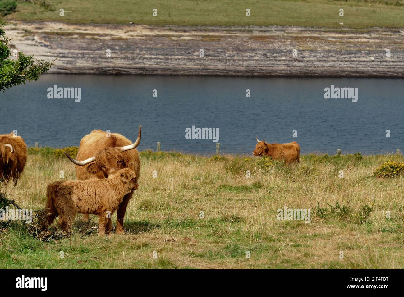 Low water levels at Colliford Lake in Cornwall, August 2022 Stock Photo ...