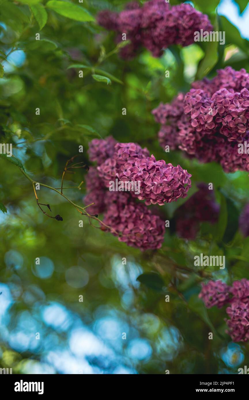 A vertical shot of beautiful lilacs in a garden - great for wallpapers ...