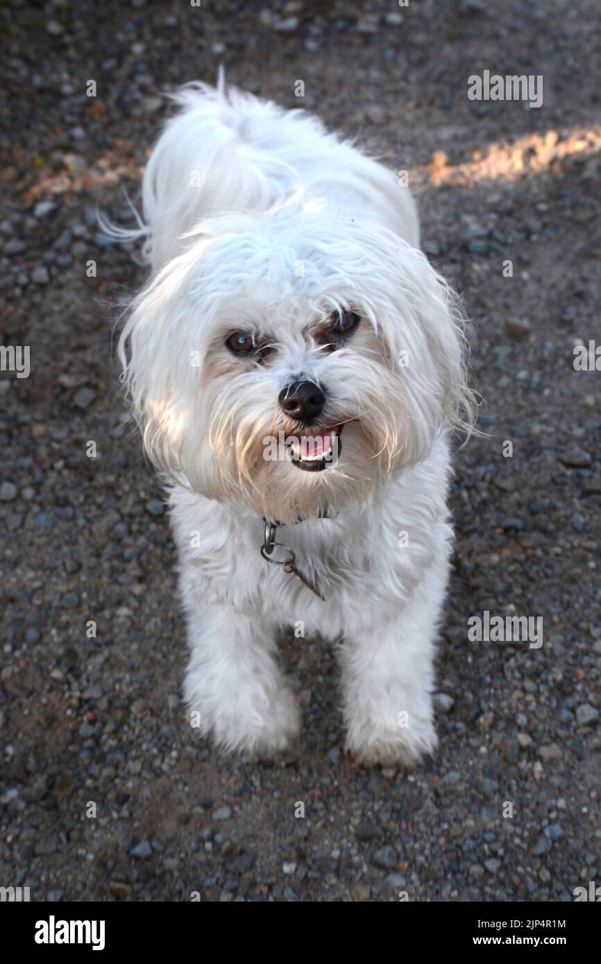 Maltese breed dog hi-res stock photography and images - Alamy