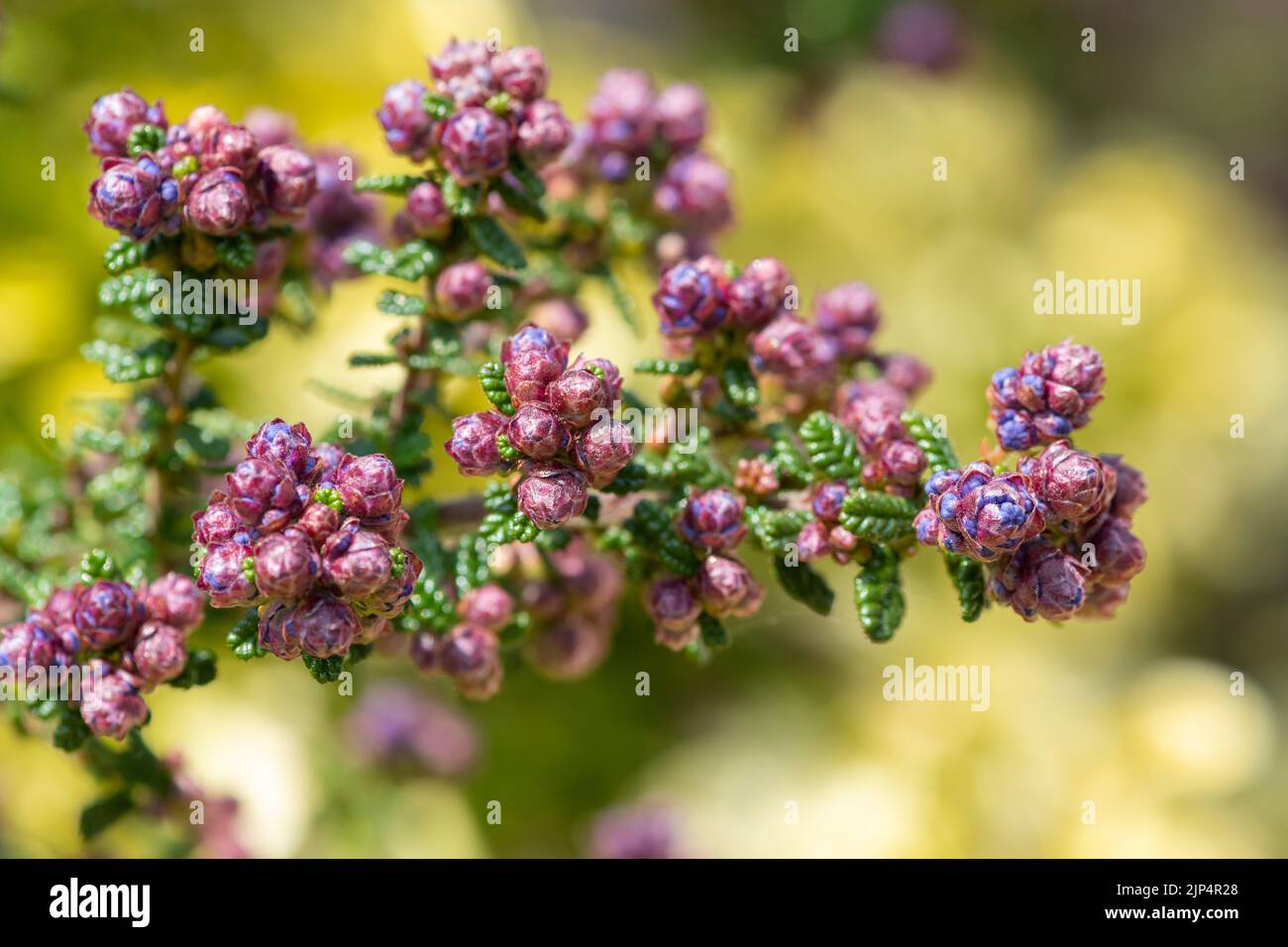 Ceanothus buds hi-res stock photography and images - Alamy