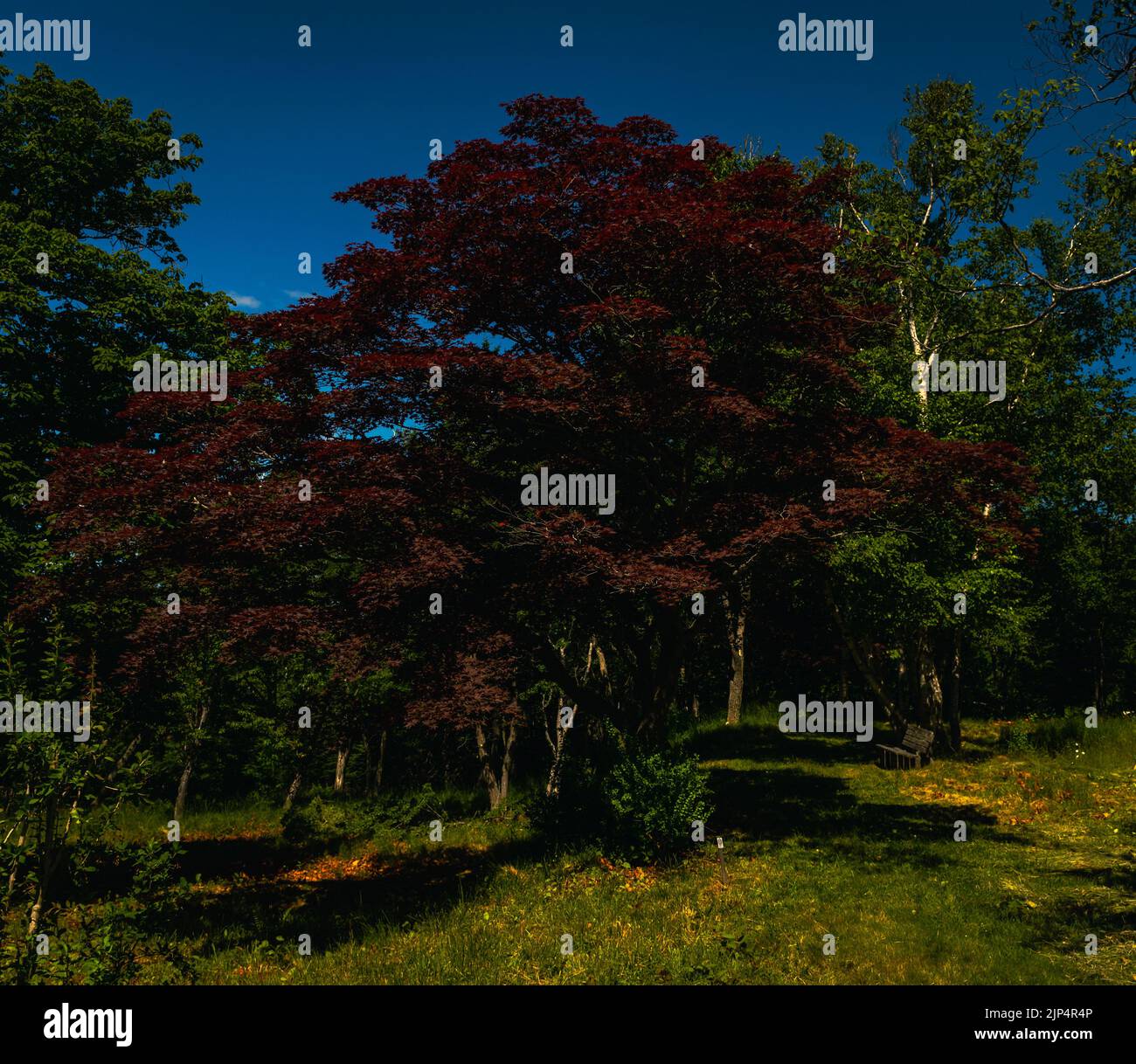 smooth Japanese maple tree Stock Photo - Alamy