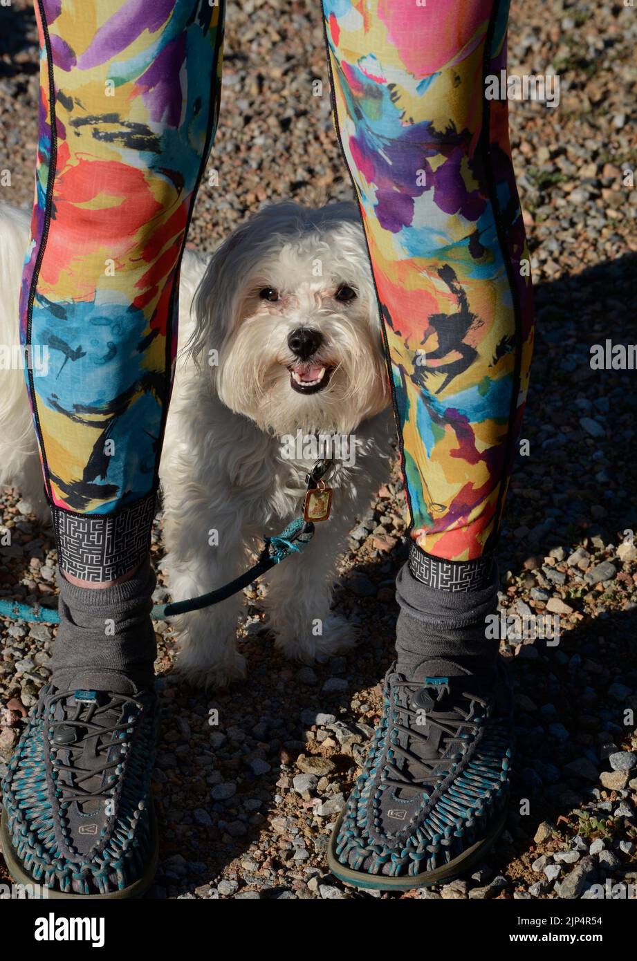 A Maltese dog stands between its owner's legs Stock Photo - Alamy