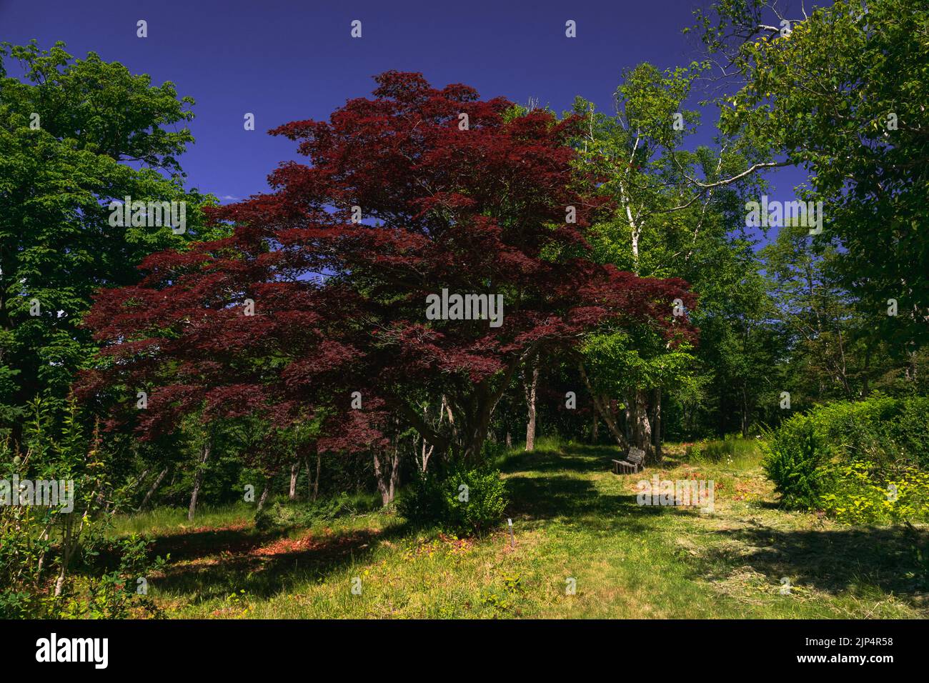 smooth Japanese maple tree Stock Photo - Alamy