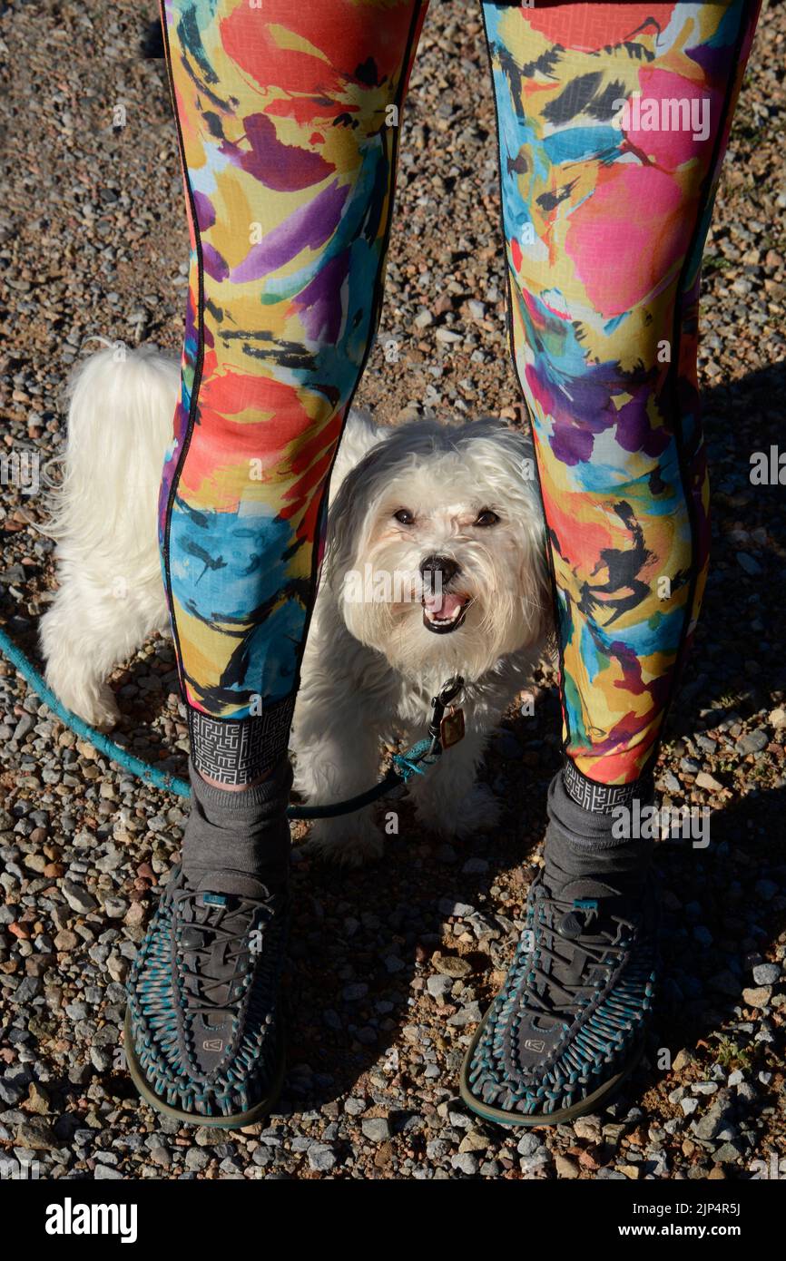 A Maltese dog stands between its owner's legs Stock Photo - Alamy