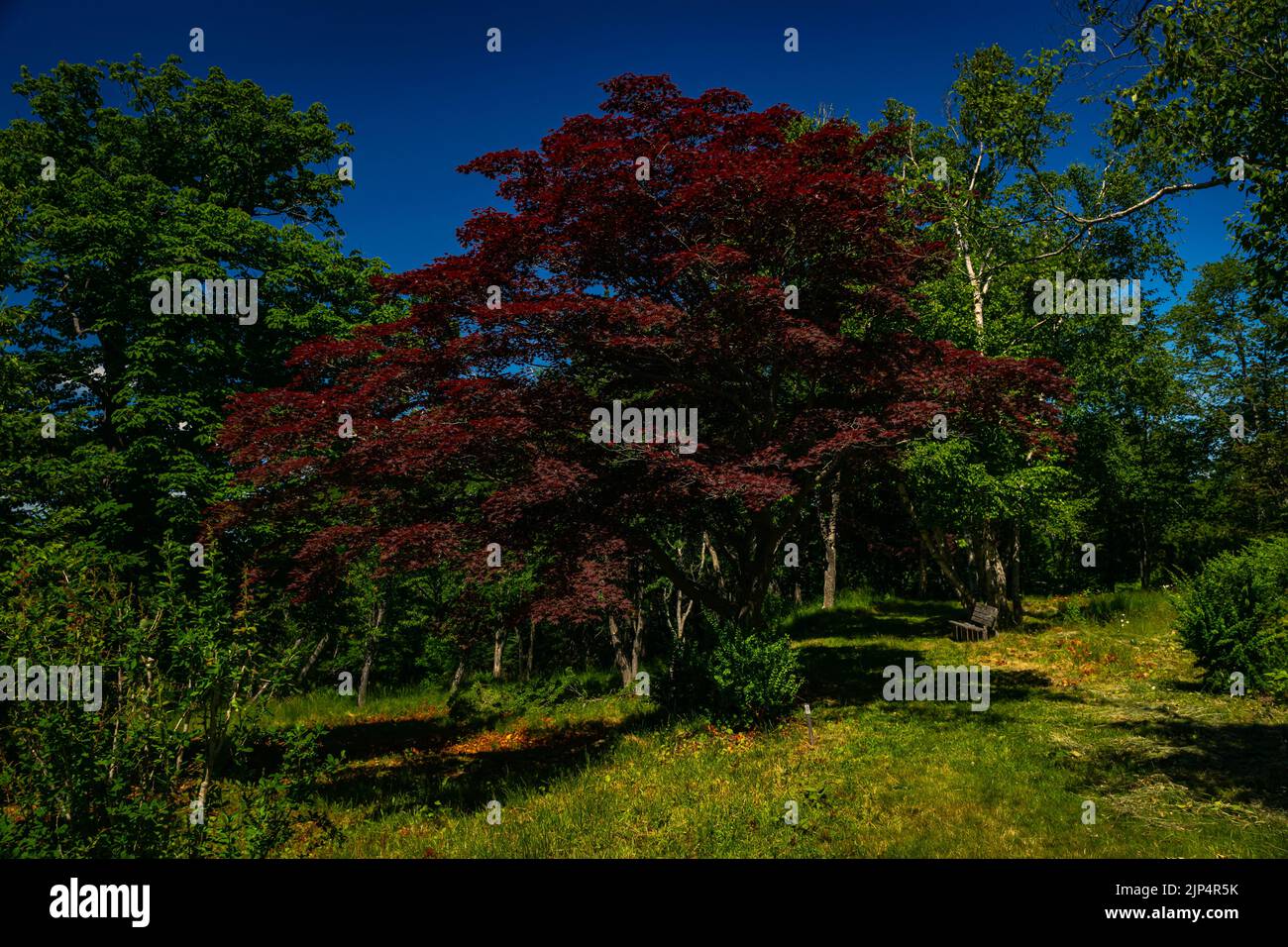 smooth Japanese maple tree Stock Photo - Alamy