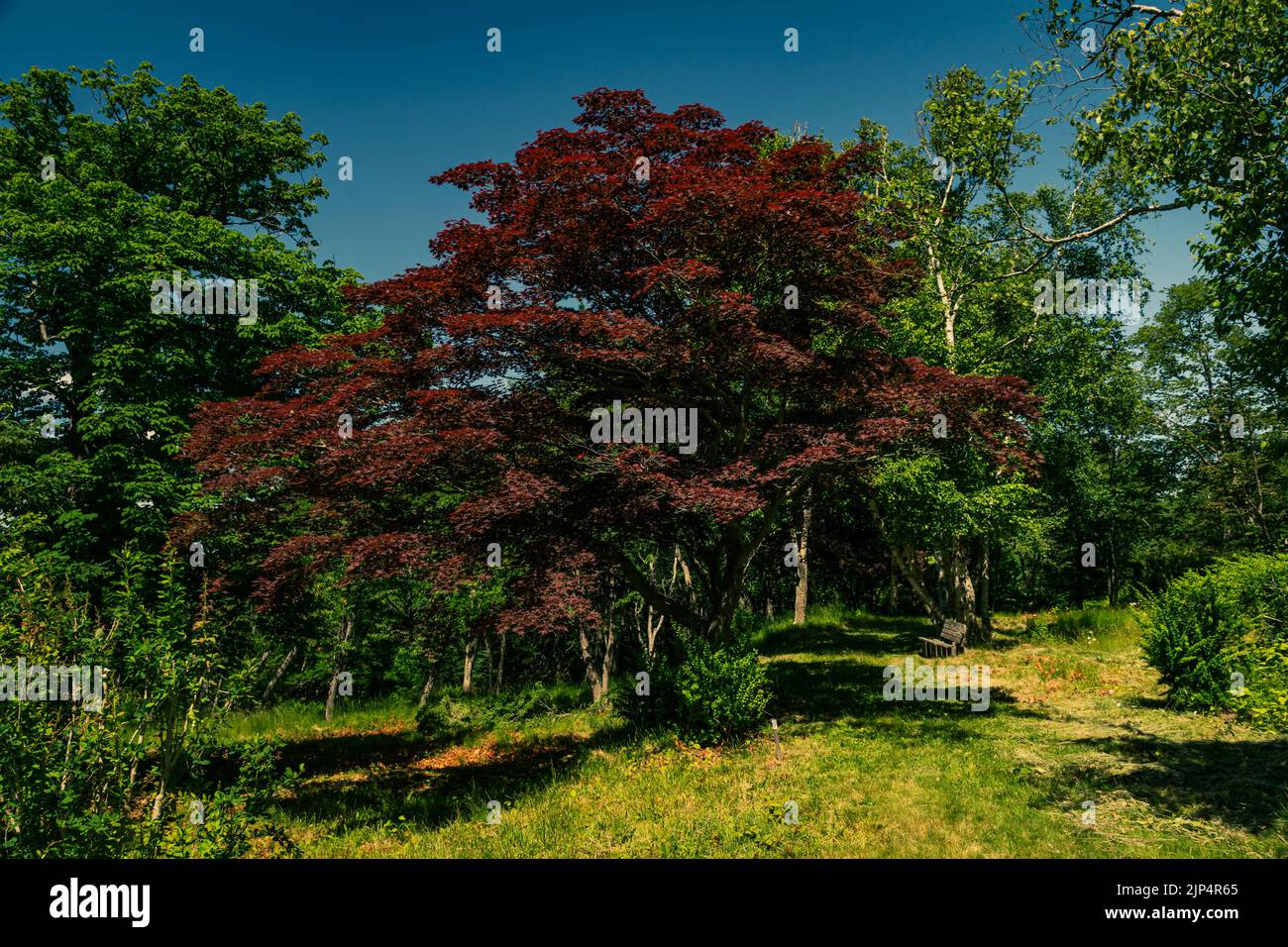 smooth Japanese maple tree Stock Photo - Alamy