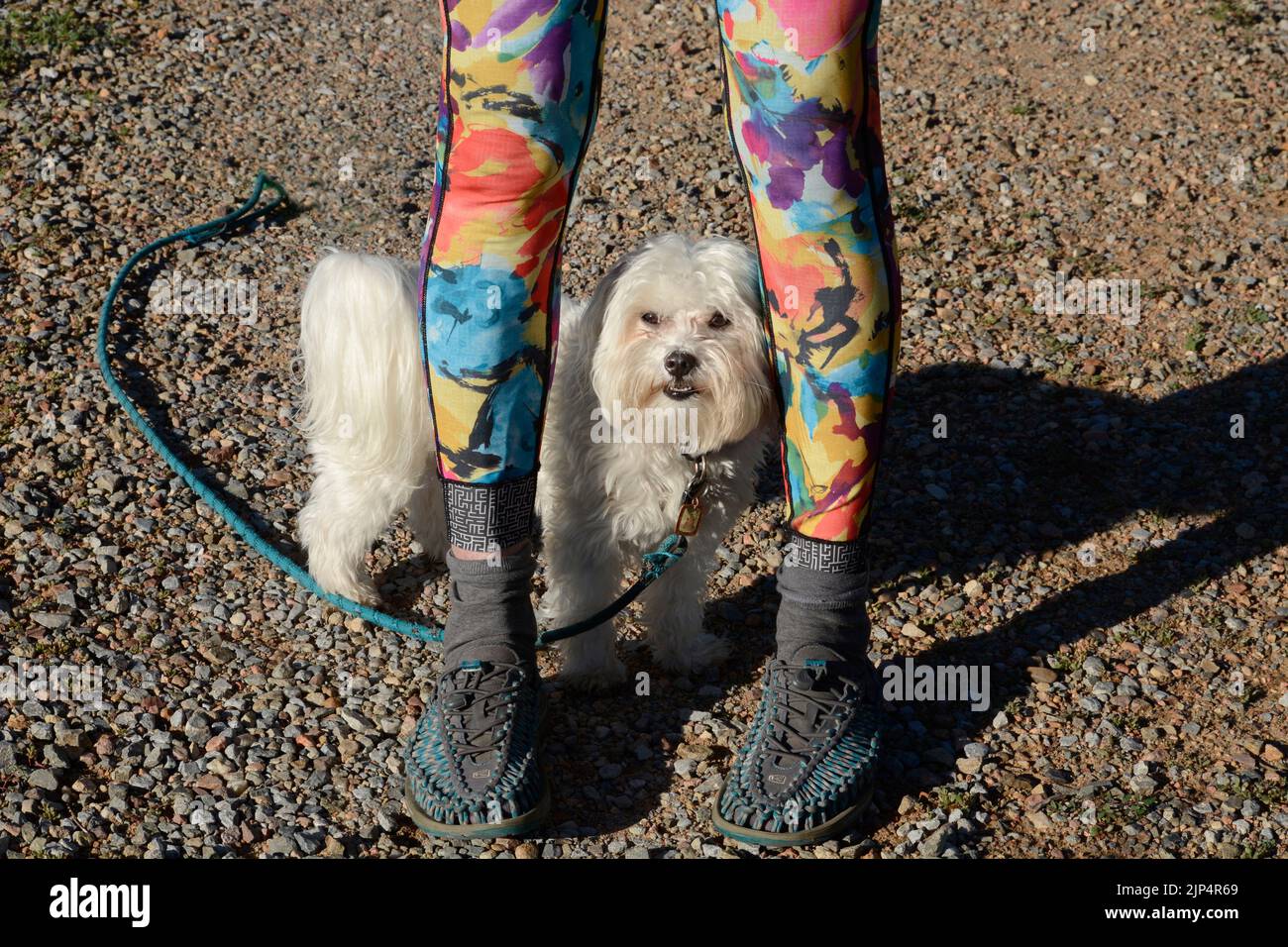 A Maltese dog stands between its owner's legs Stock Photo - Alamy