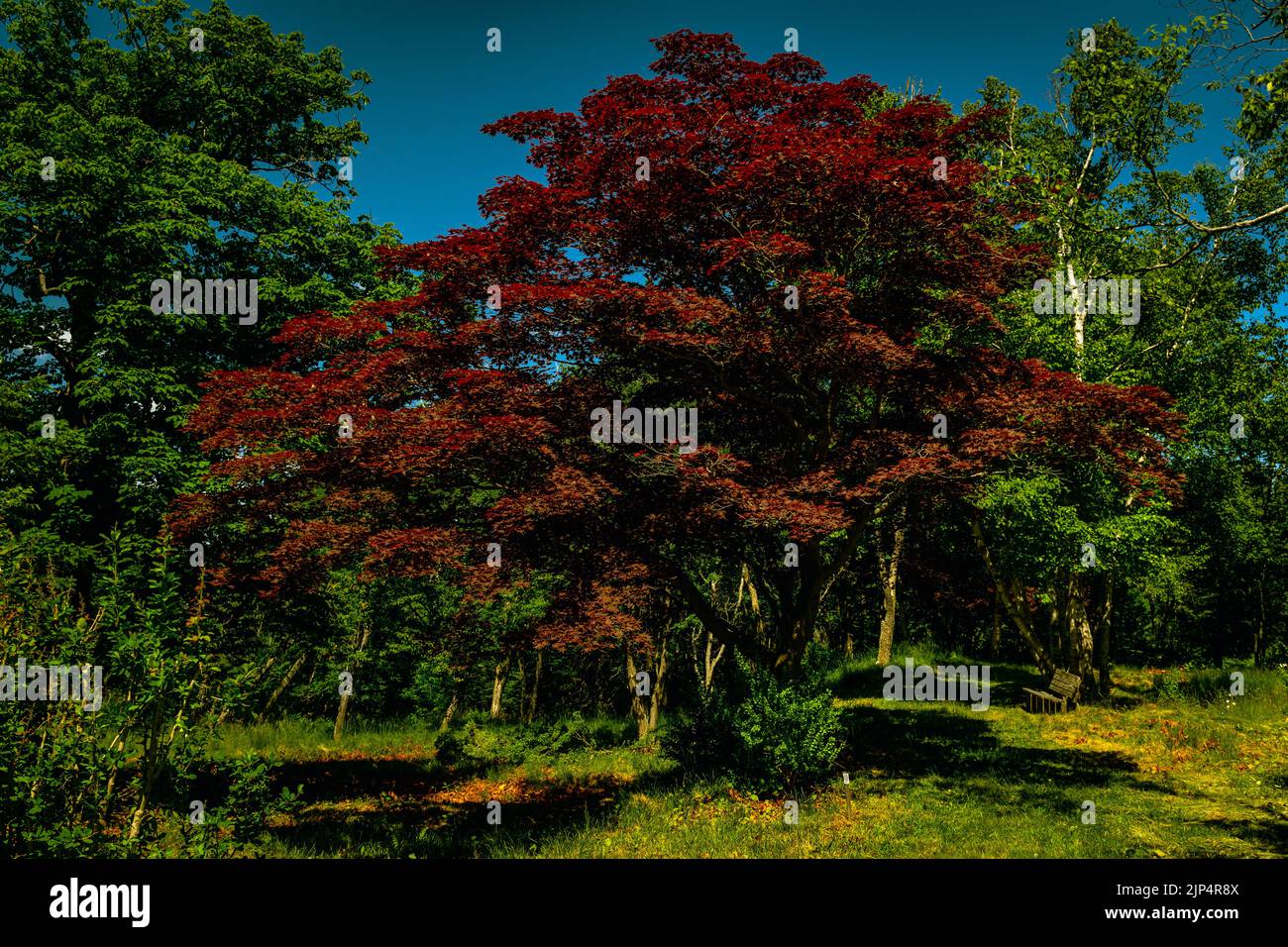 smooth Japanese maple tree Stock Photo - Alamy