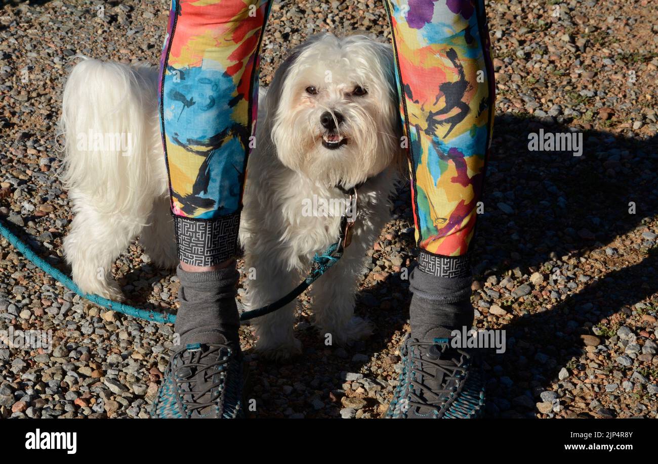 A Maltese dog stands between its owner's legs Stock Photo - Alamy