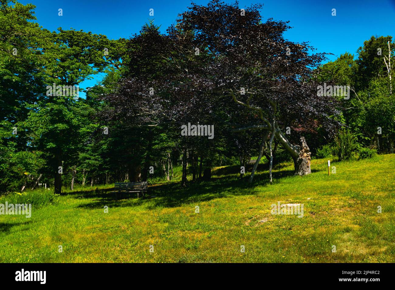 Copper Beech Tree in the English garden at the Hugonin-perrin estate on ...