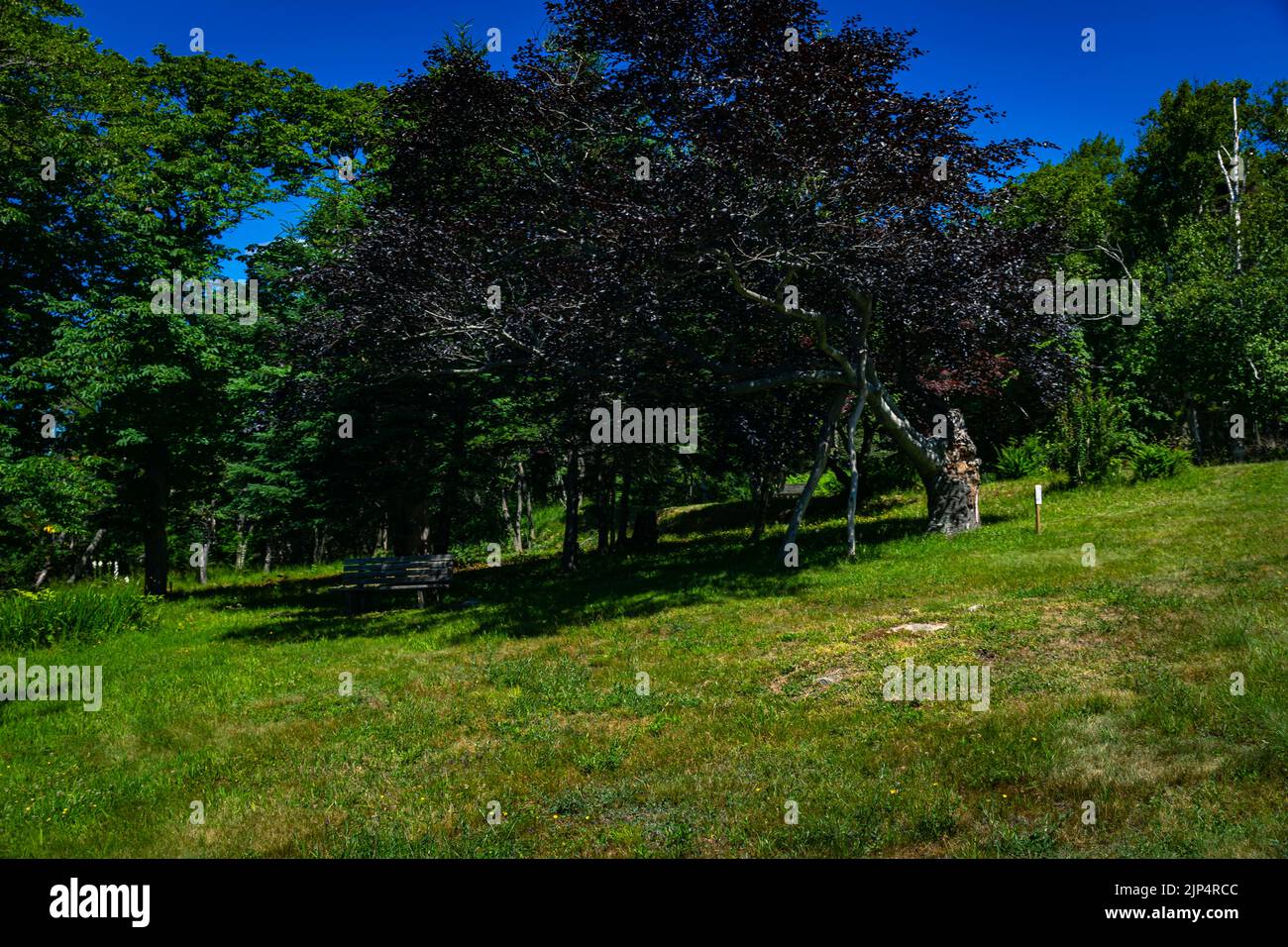 Copper Beech Tree in the English garden at the Hugonin-perrin estate on ...
