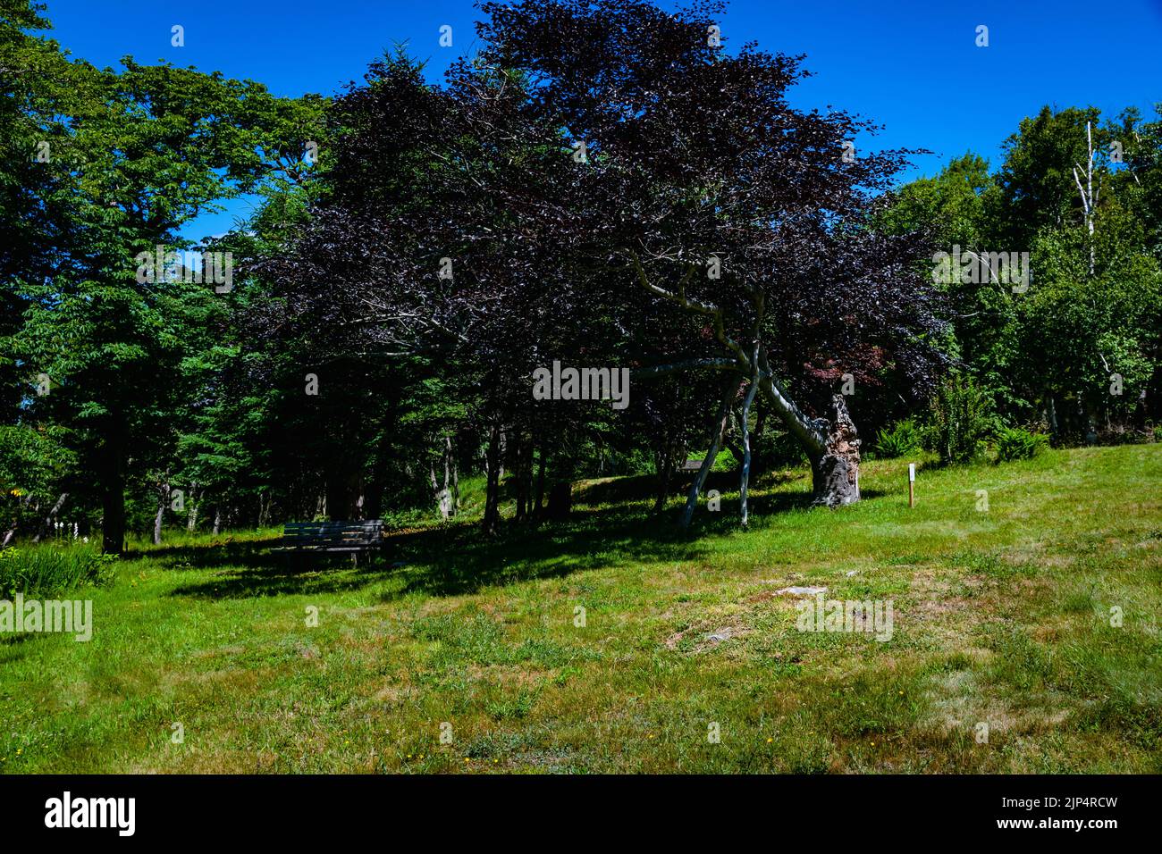 Copper Beech Tree in the English garden at the Hugonin-perrin estate on ...