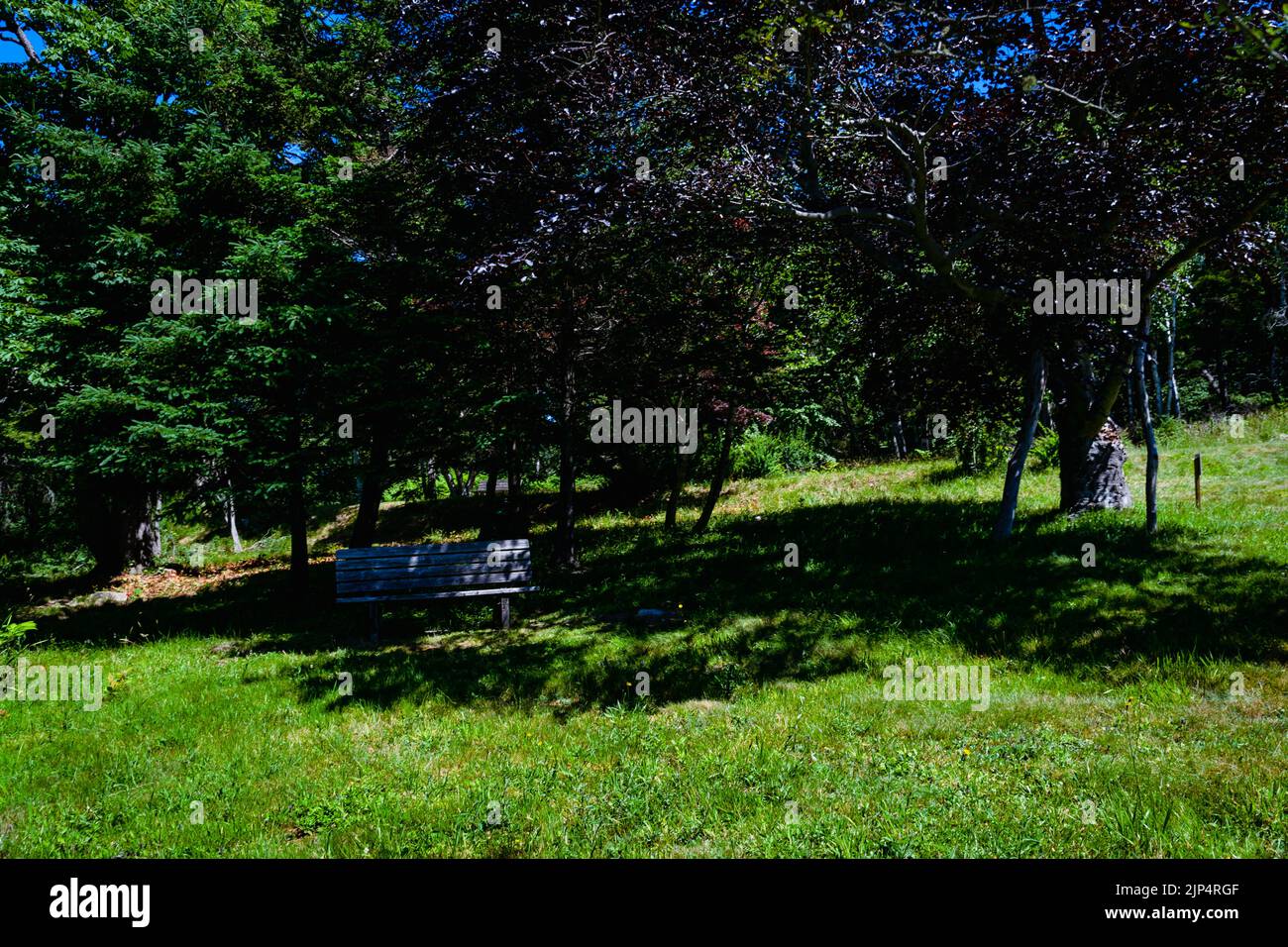 Copper Beech Tree in the English garden at the Hugonin-perrin estate on ...