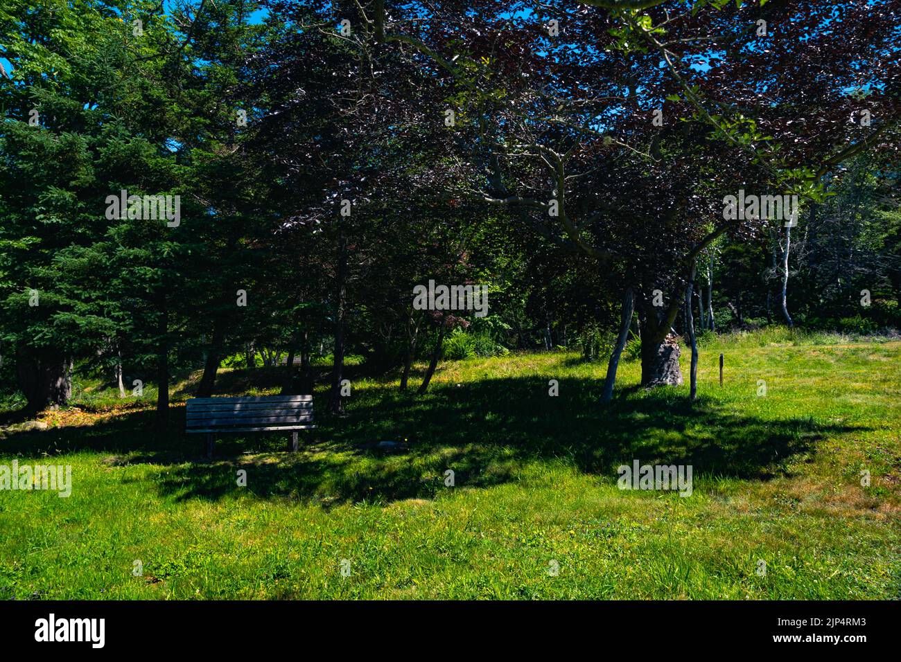 Copper Beech Tree in the English garden at the Hugonin-perrin estate on ...