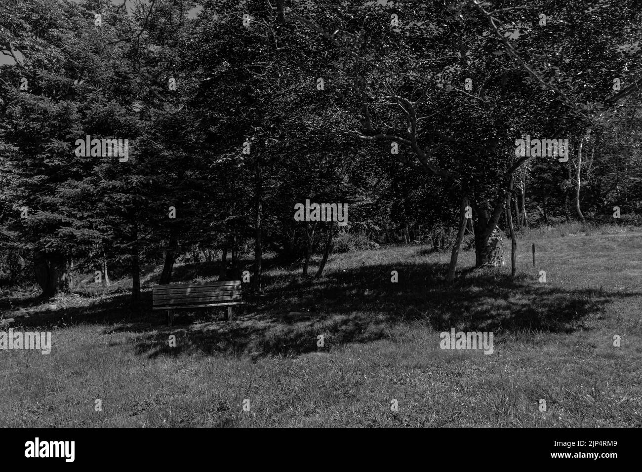 Copper Beech Tree in the English garden at the Hugonin-perrin estate on ...