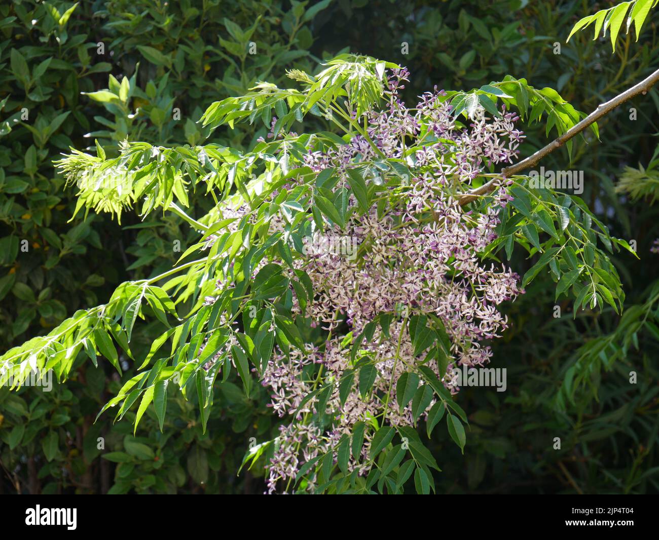 Melia azedarach (Rosary tree or Chinaberry) the flowers are small and ...