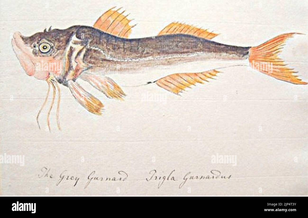 William markwick hi-res stock photography and images - Alamy