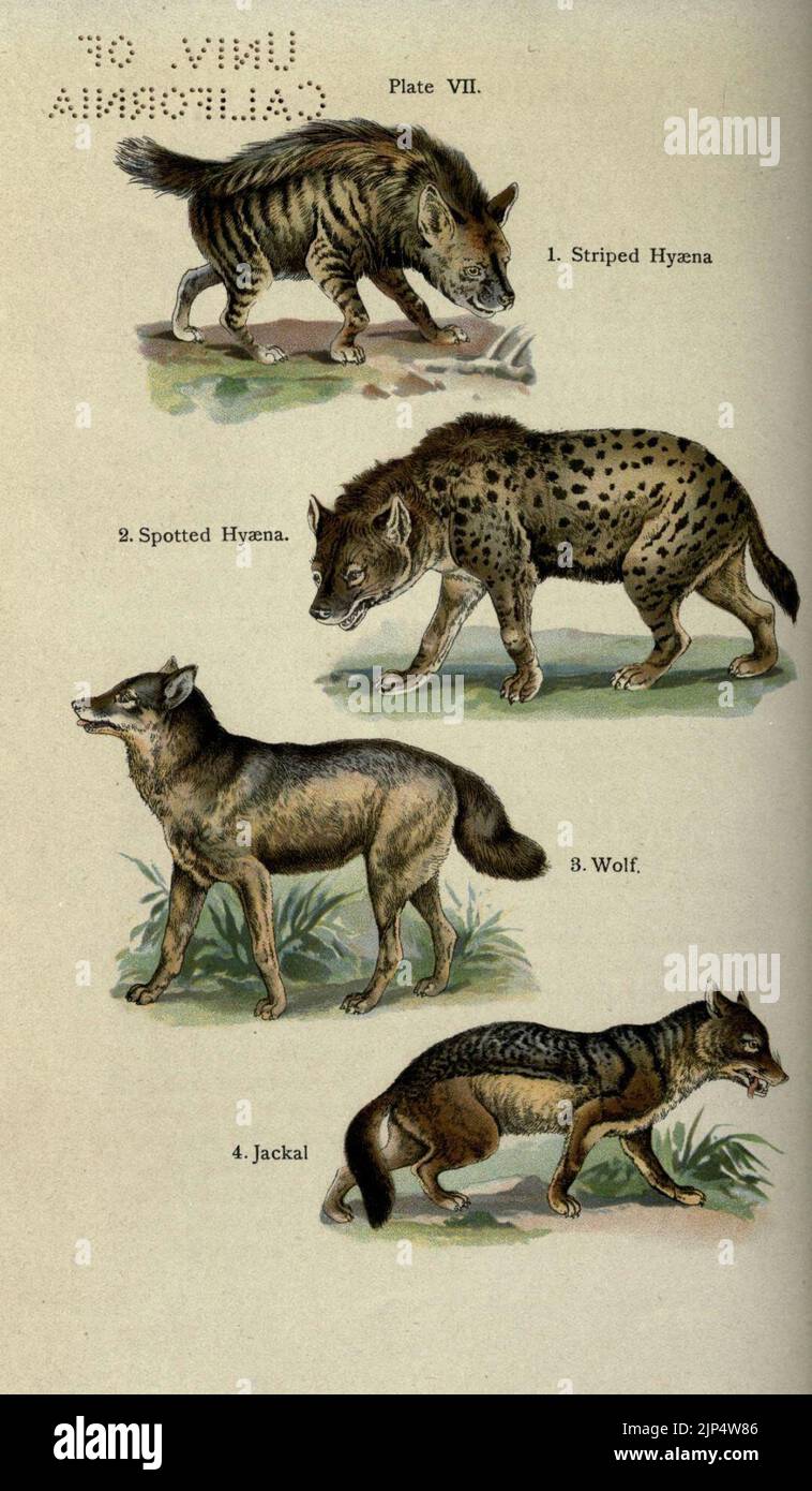 The handy natural history (Coloured Plate VII) (5985362404 Stock Photo ...