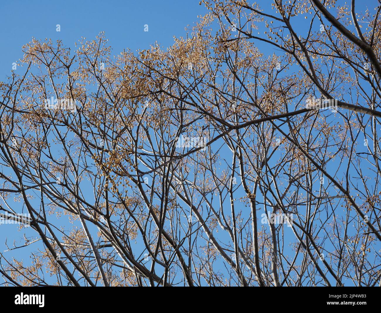 Melia azedarach (Rosary tree or Chinaberry) fruits with seeds ...