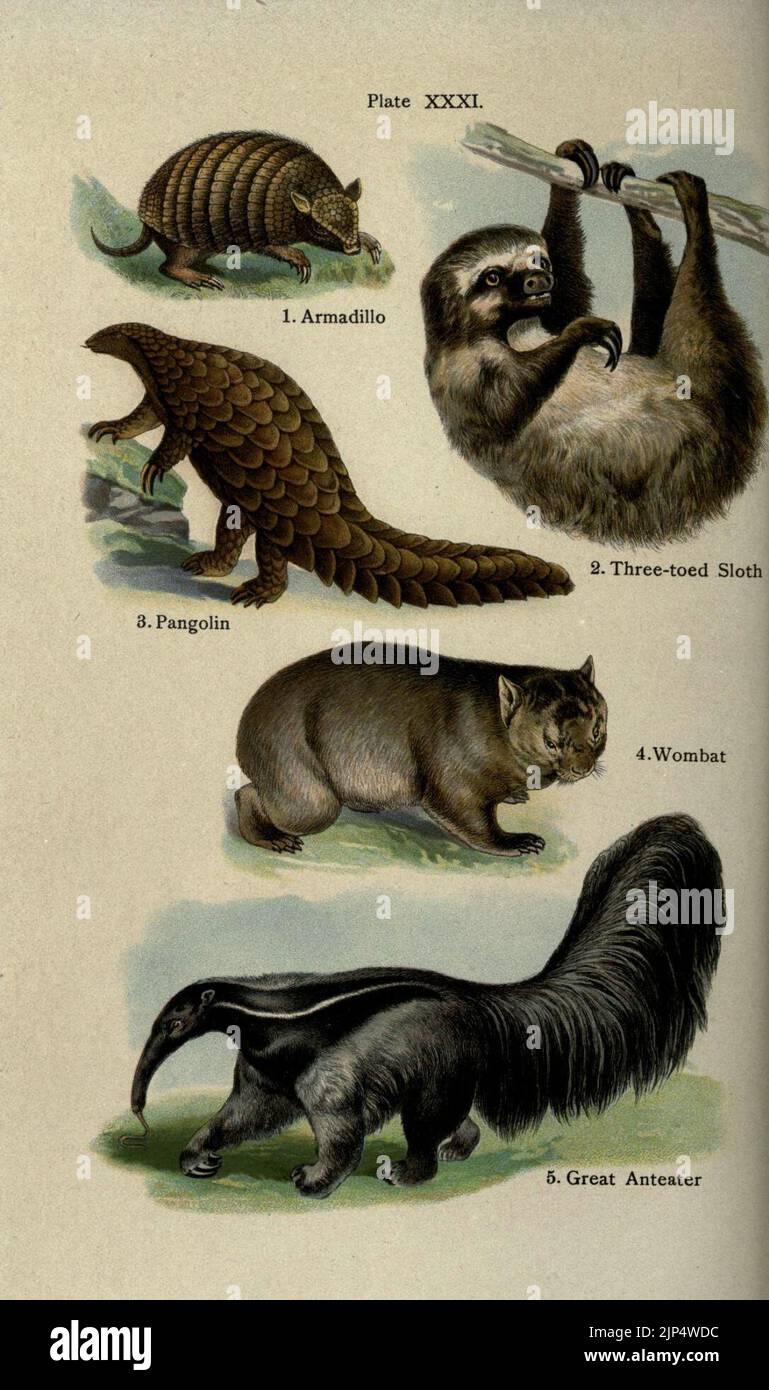 The handy natural history (Coloured Plate XXXI) (5985368596 Stock Photo ...