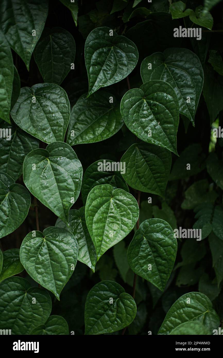 A vertical closeup shot of textured green leaves Stock Photo - Alamy