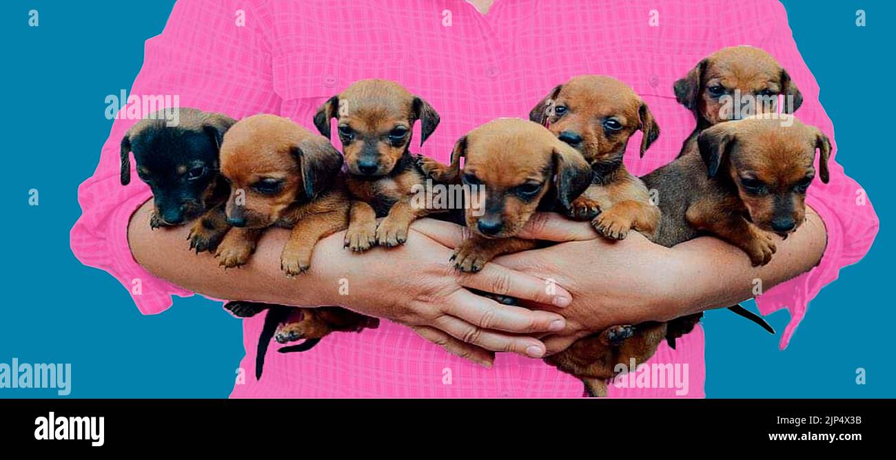 Potential pets hi-res stock photography and images - Alamy