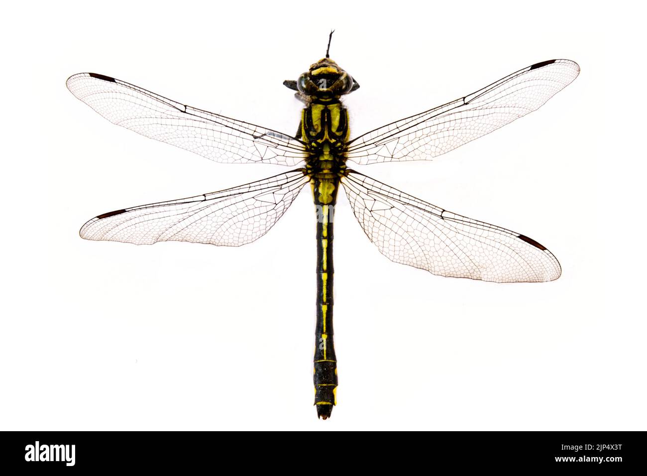 Silhouette nose on white Cut Out Stock Images & Pictures - Alamy