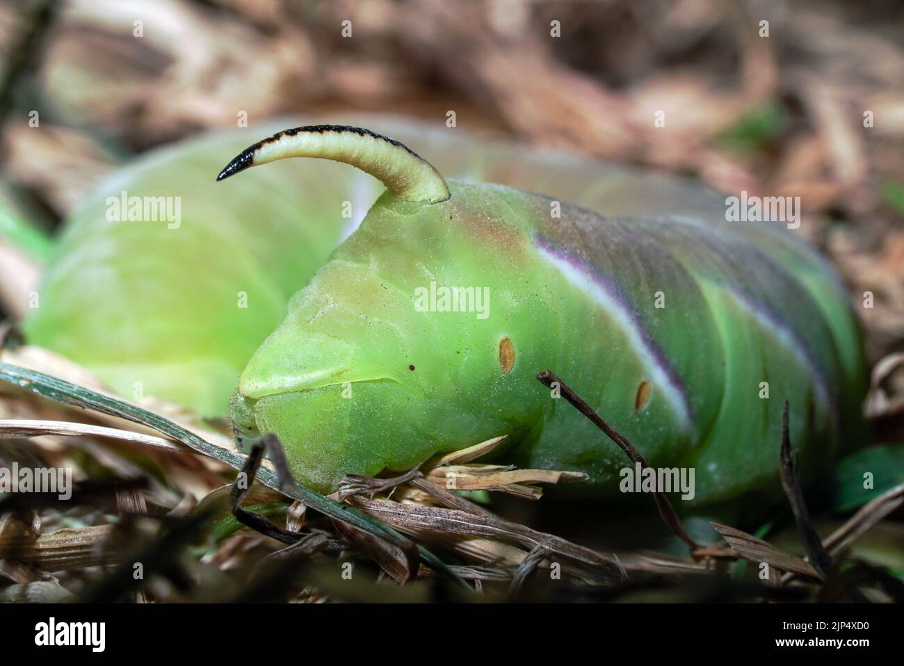 Sphinx Ligustri Caterpillar under the Ash Tree on the Forest Floor 9 of ...