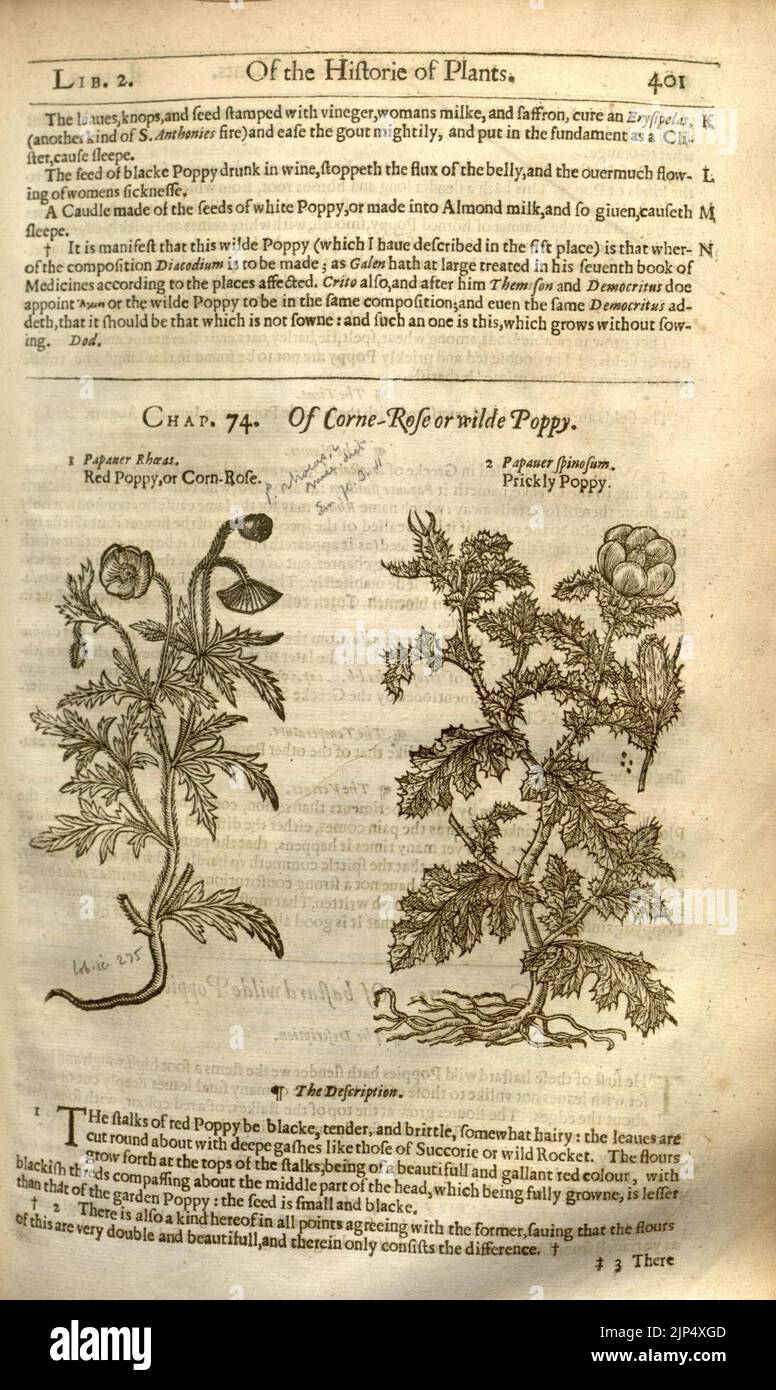 The herball, or, Generall historie of plantes (Page (401 Stock Photo ...