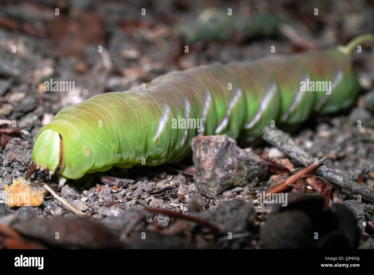 Phinx ligustri caterpillar hi-res stock photography and images - Alamy