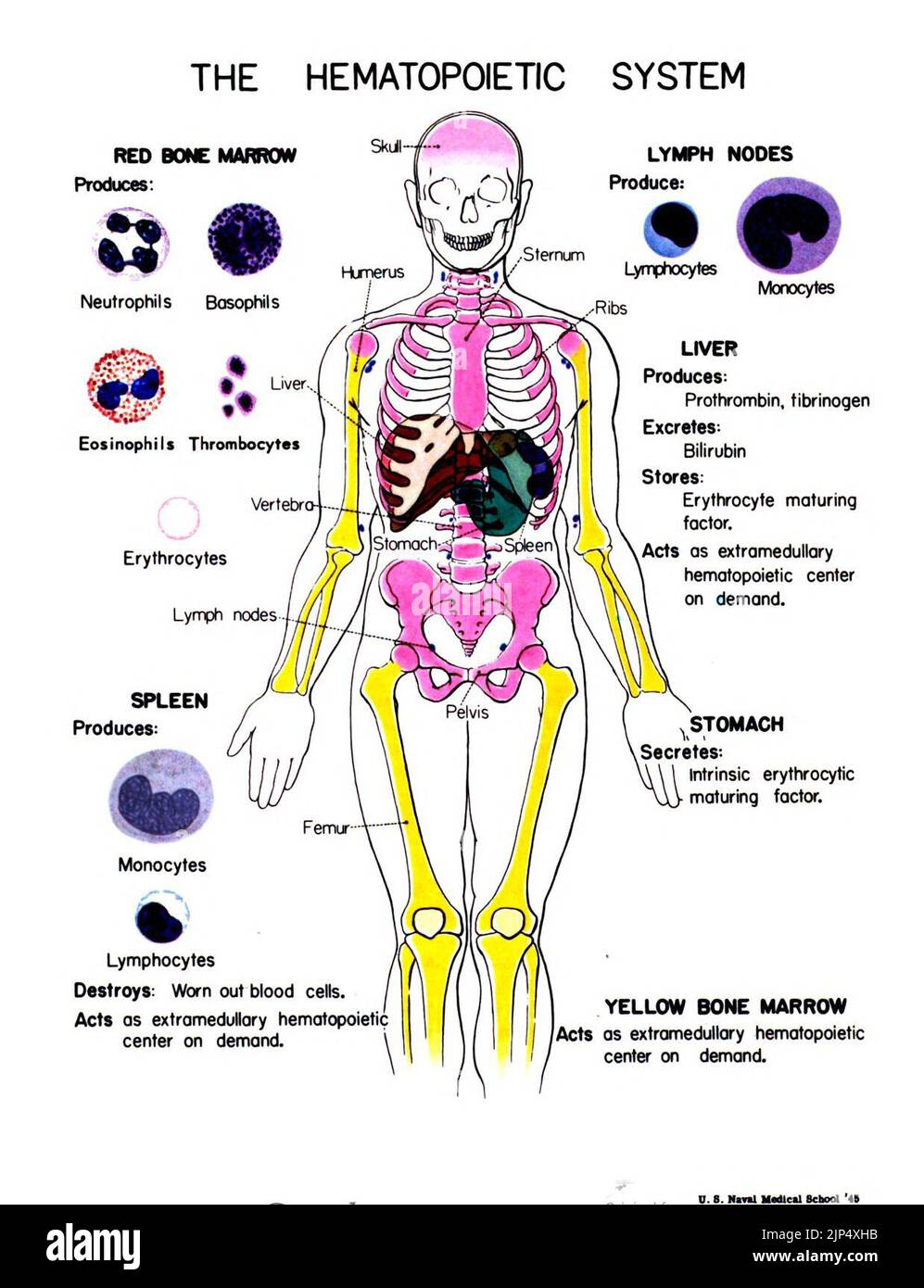 The hematopoietic system, extracted from Hematology (1963 Stock Photo - Alamy