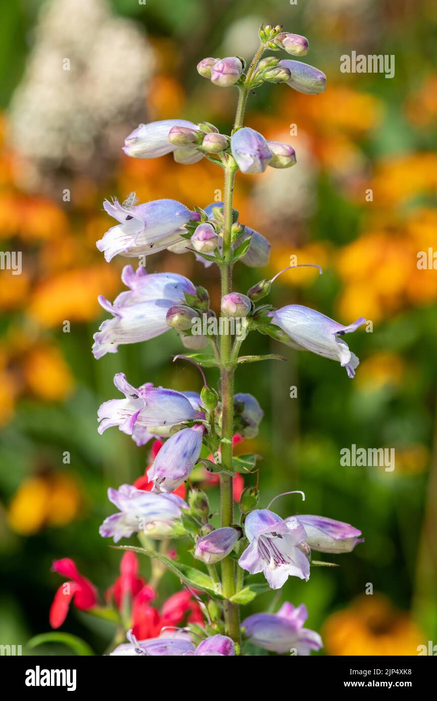 Close up of a penstemon flower in bloom Stock Photo - Alamy