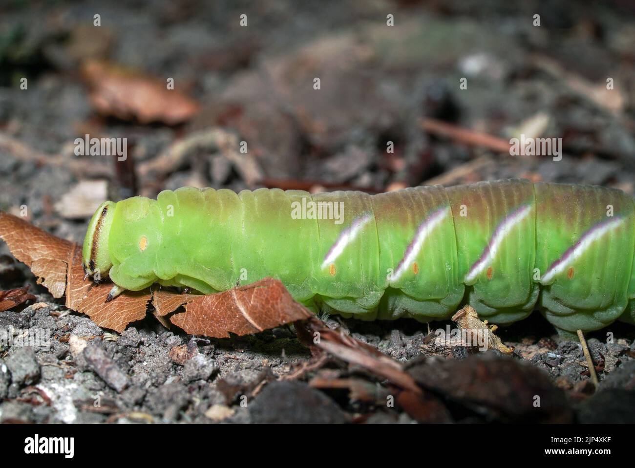 Sphinx Ligustri Caterpillar under the Ash Tree on the Forest Floor 4 of ...