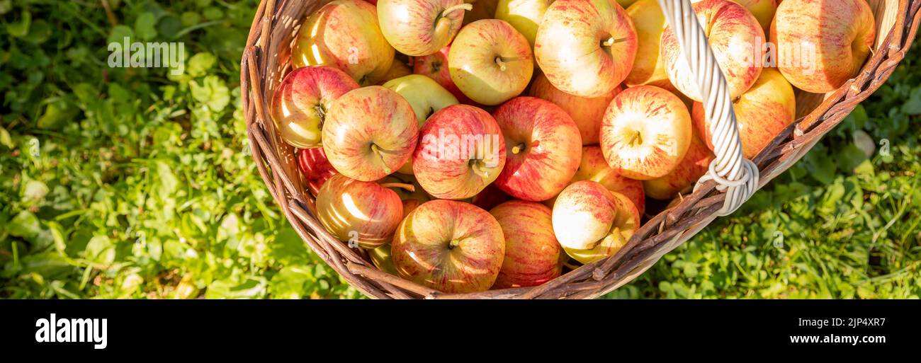 Juicy red apples in a basket on a textured table background, top view ...