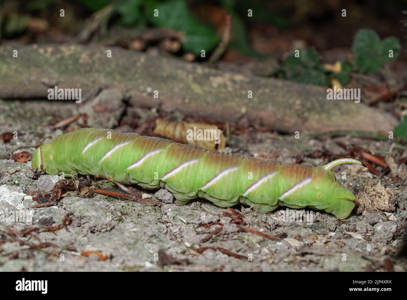 Sphinx Ligustri Caterpillar under the Ash Tree on the Forest Floor 6 of ...