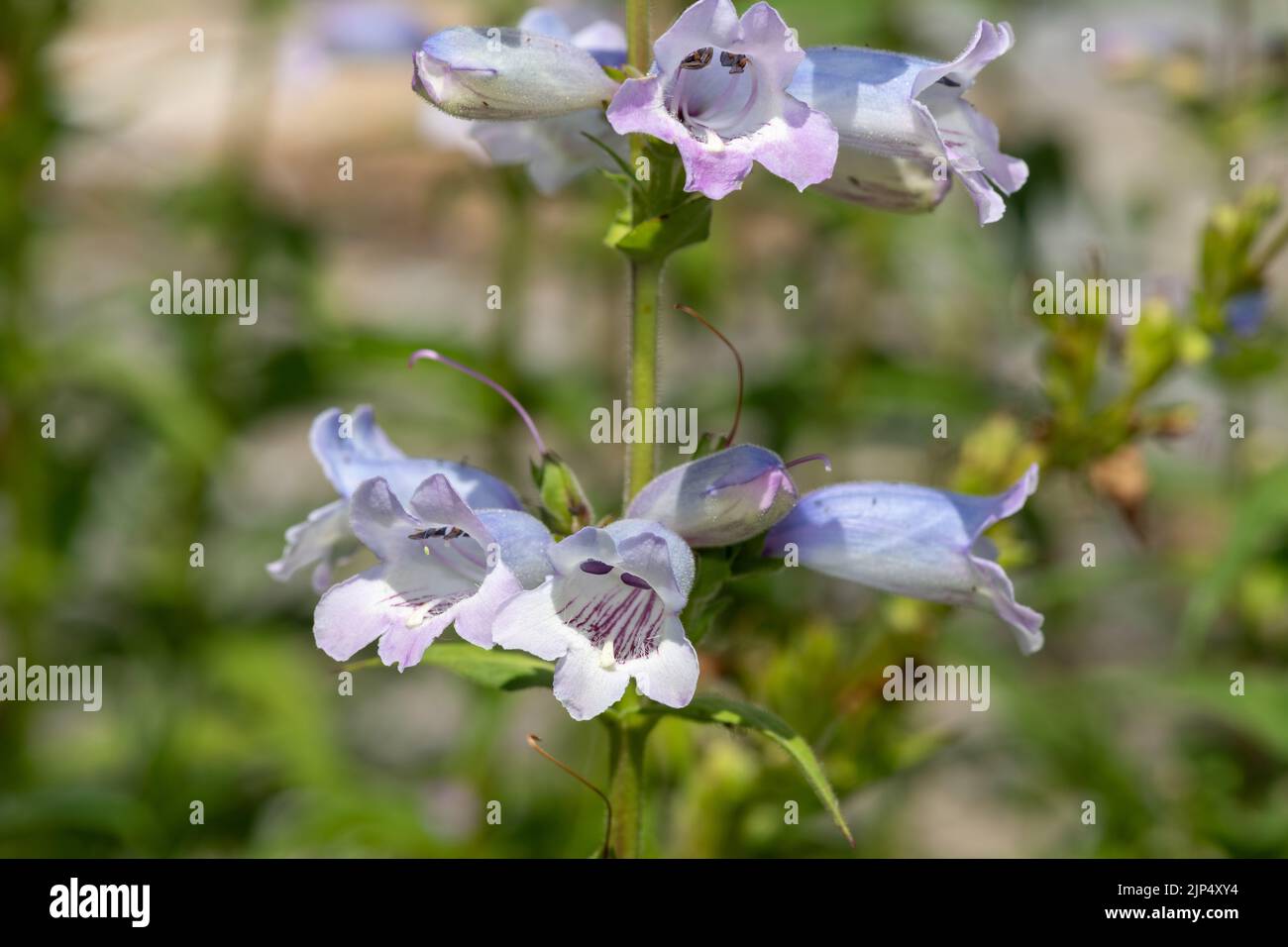 Close up of a penstemon flower in bloom Stock Photo - Alamy
