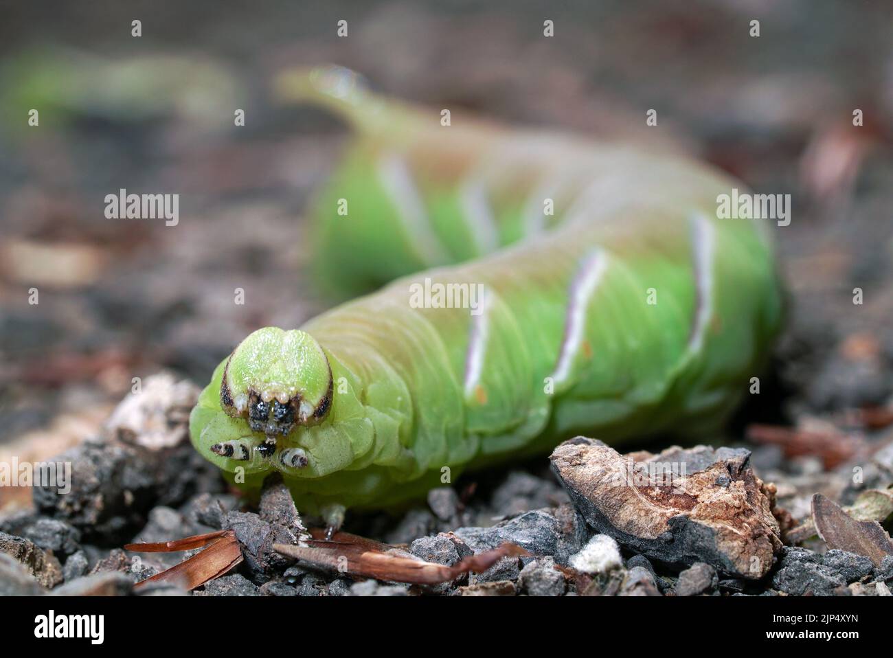 Phinx ligustri caterpillar hi-res stock photography and images - Alamy
