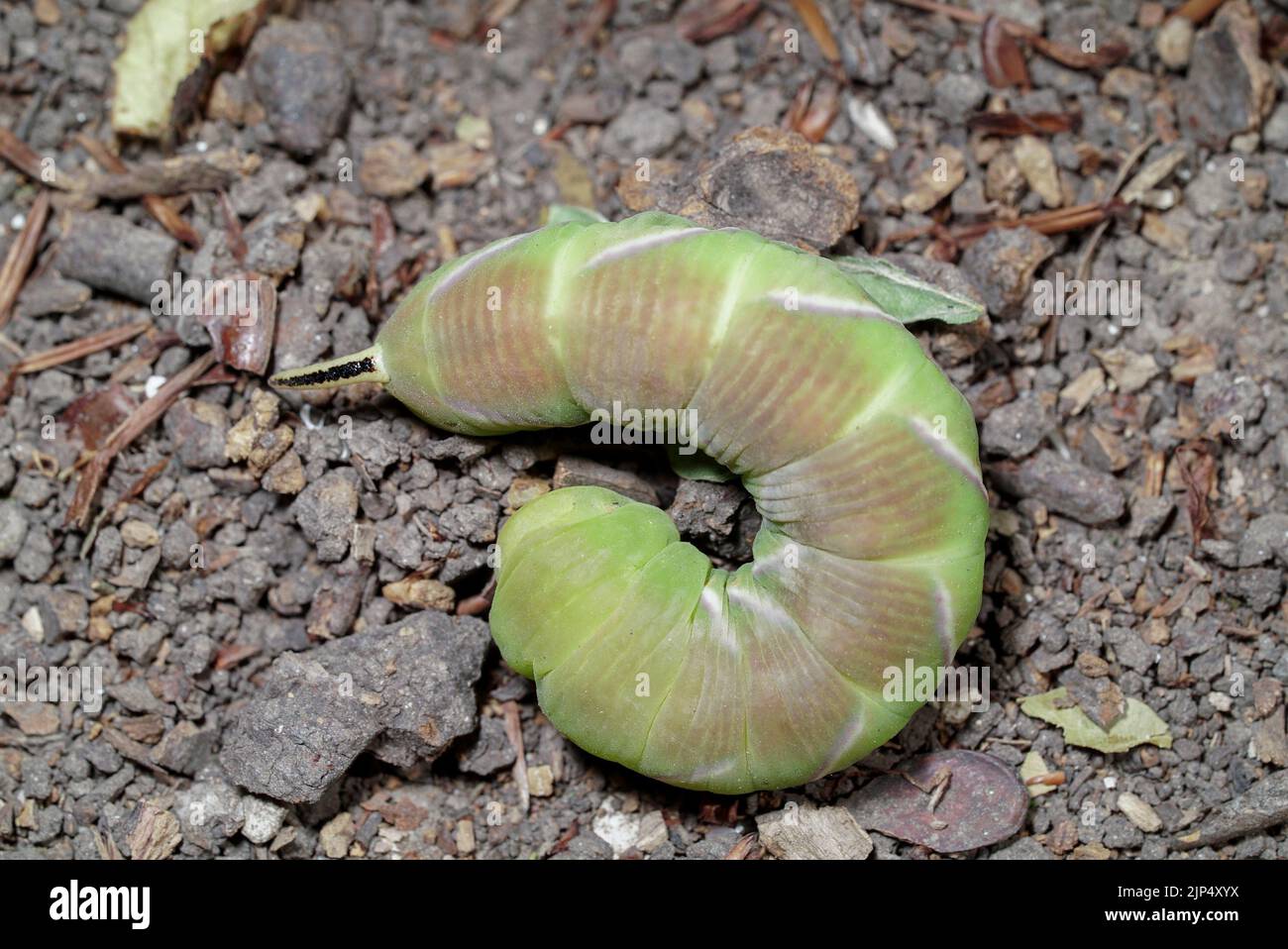 Phinx ligustri caterpillar hi-res stock photography and images - Alamy