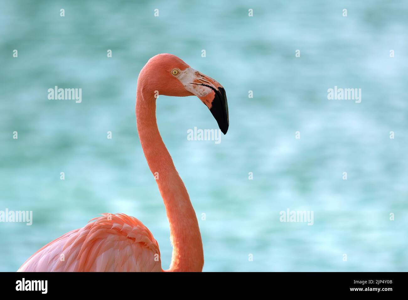 A view of s beautiful flamingo looking forwards against a blurred ...
