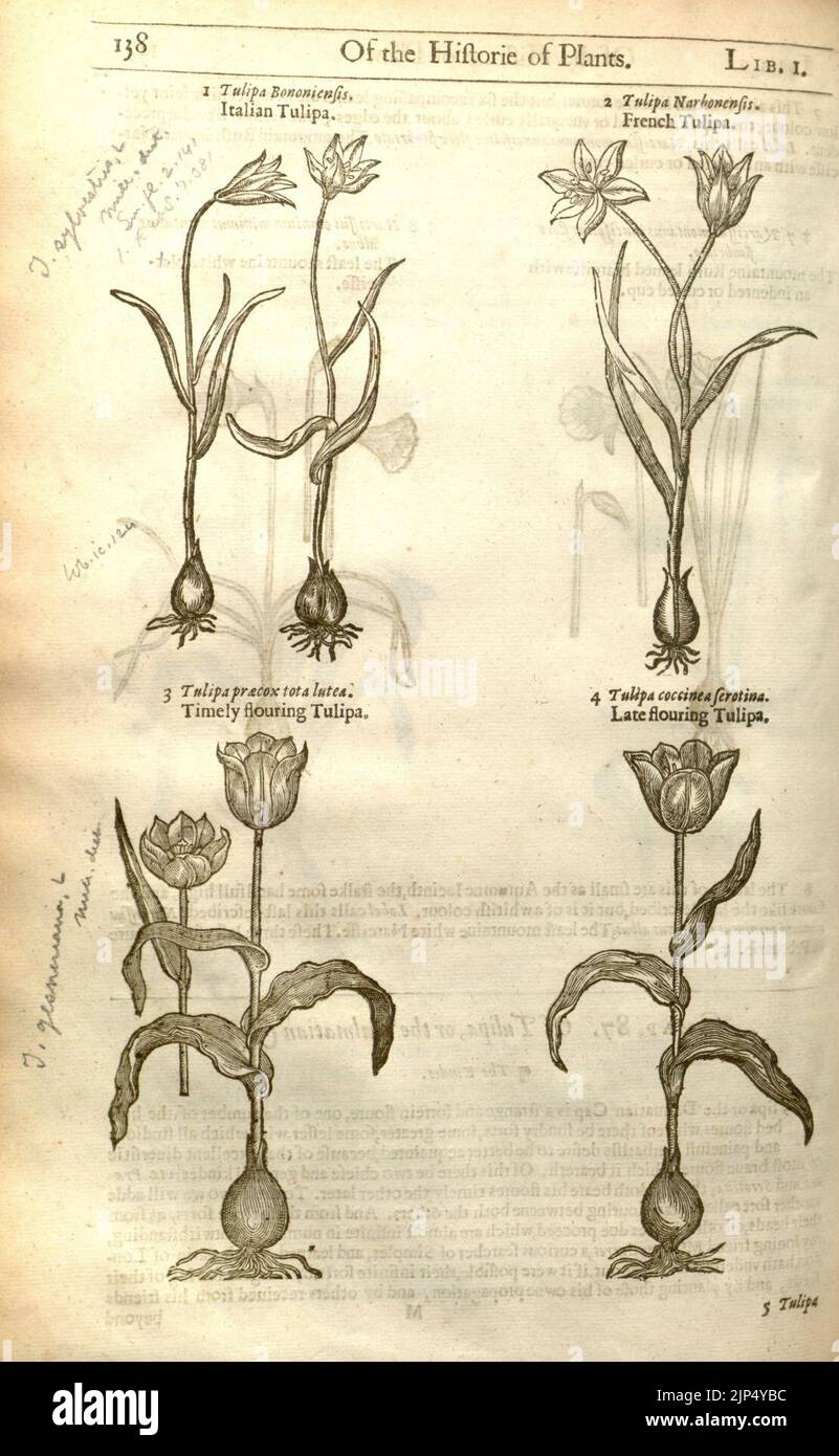 The herball, or, Generall historie of plantes (Page 138 Stock Photo - Alamy