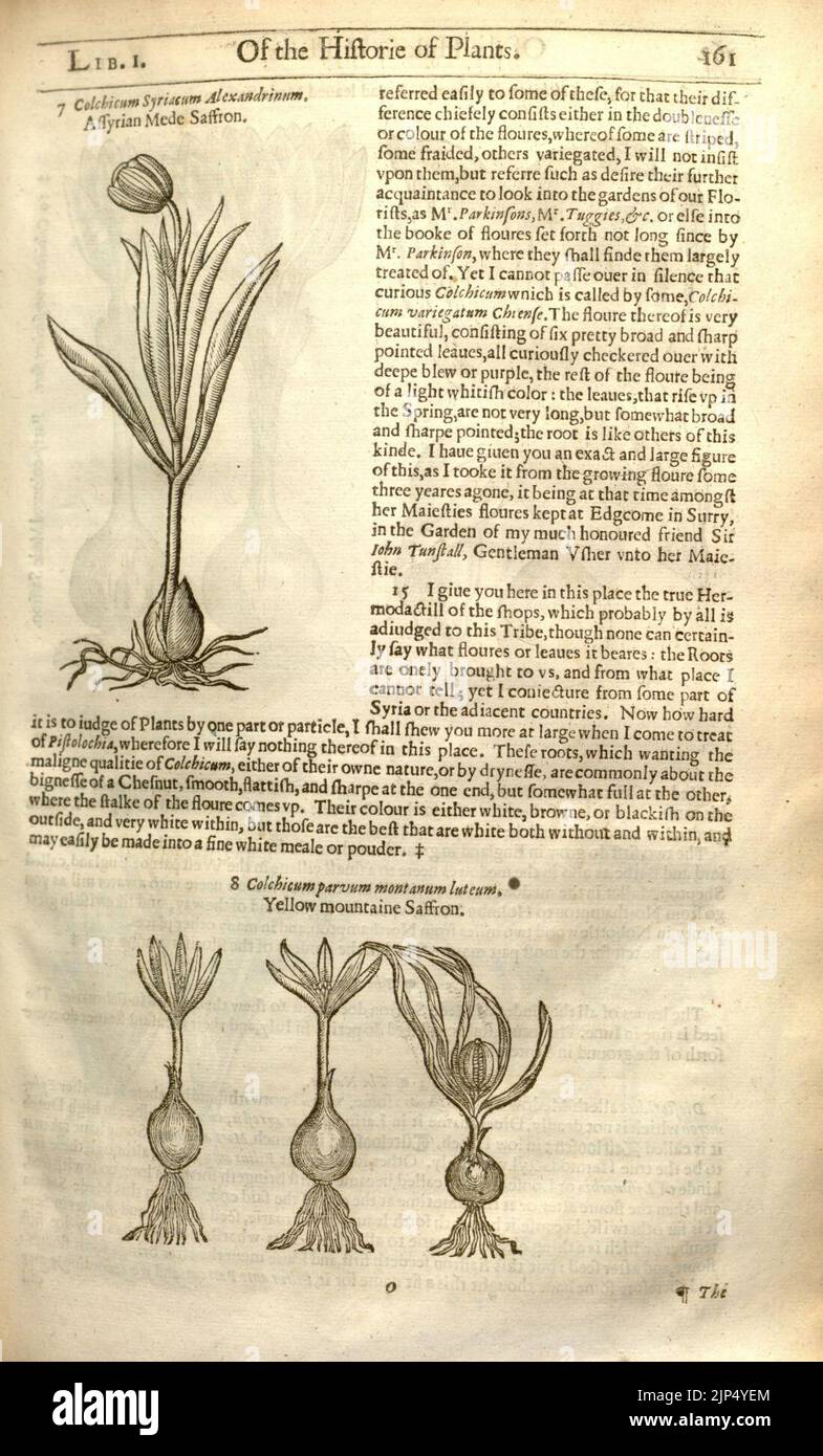 The herball, or, Generall historie of plantes (Page 161 Stock Photo - Alamy
