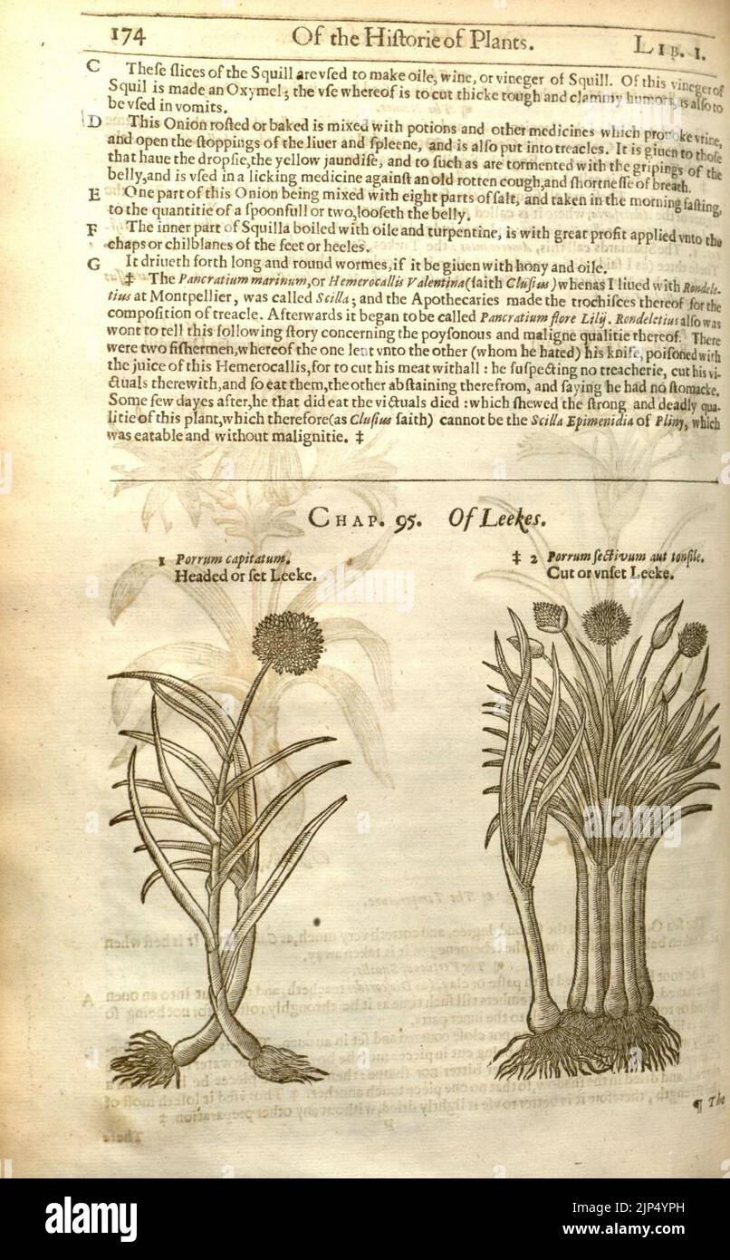 The herball, or, Generall historie of plantes (Page 174 Stock Photo - Alamy