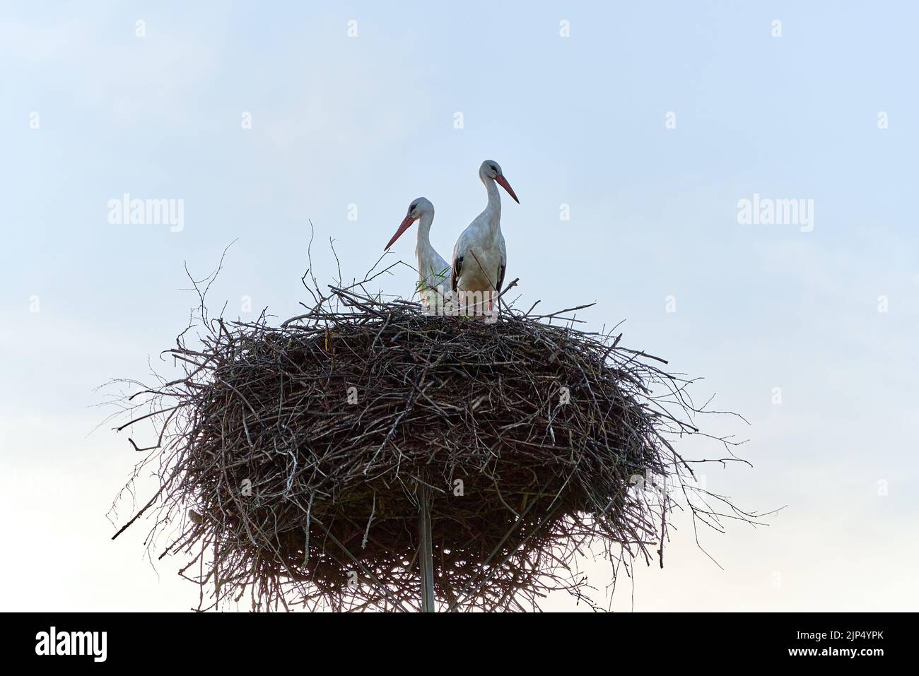A stork bird pair in the nest look in different directions isolated on ...