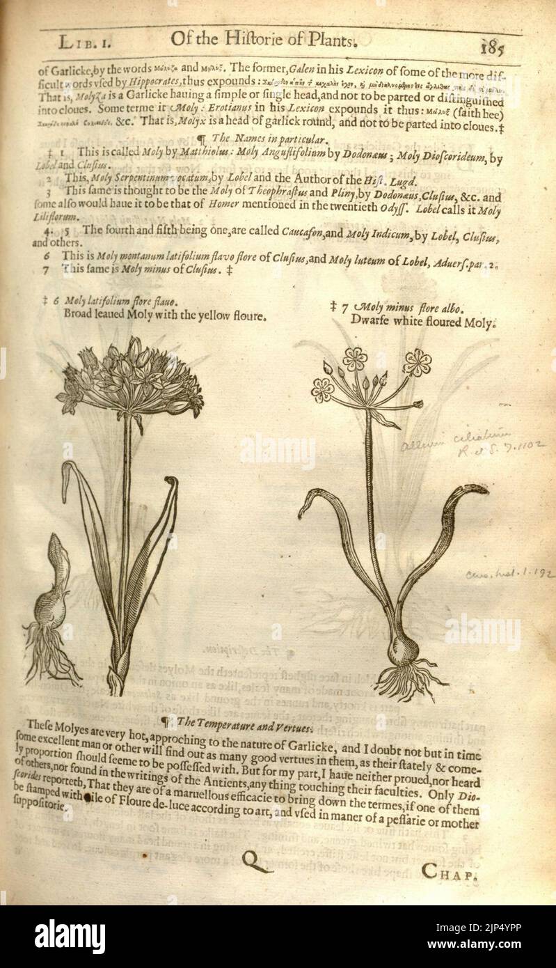 The herball, or, Generall historie of plantes (Page 185 Stock Photo - Alamy