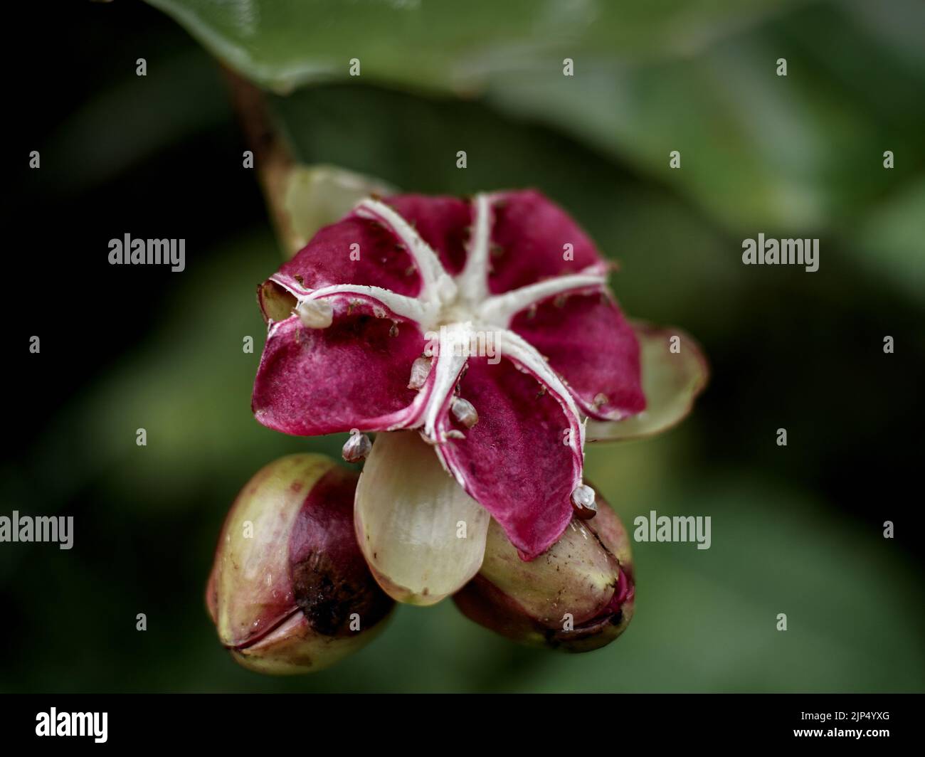 Dillenia flower hi-res stock photography and images - Alamy