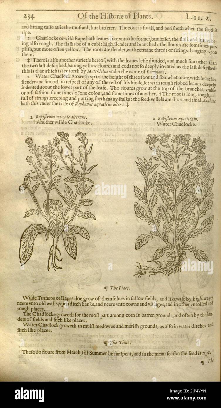 The herball, or, Generall historie of plantes (Page 234 Stock Photo - Alamy